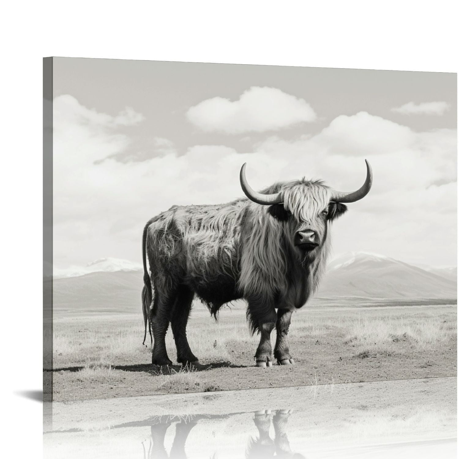Nawypu HOME Black and White Highland Cow Photograph Stretched Canvas ...