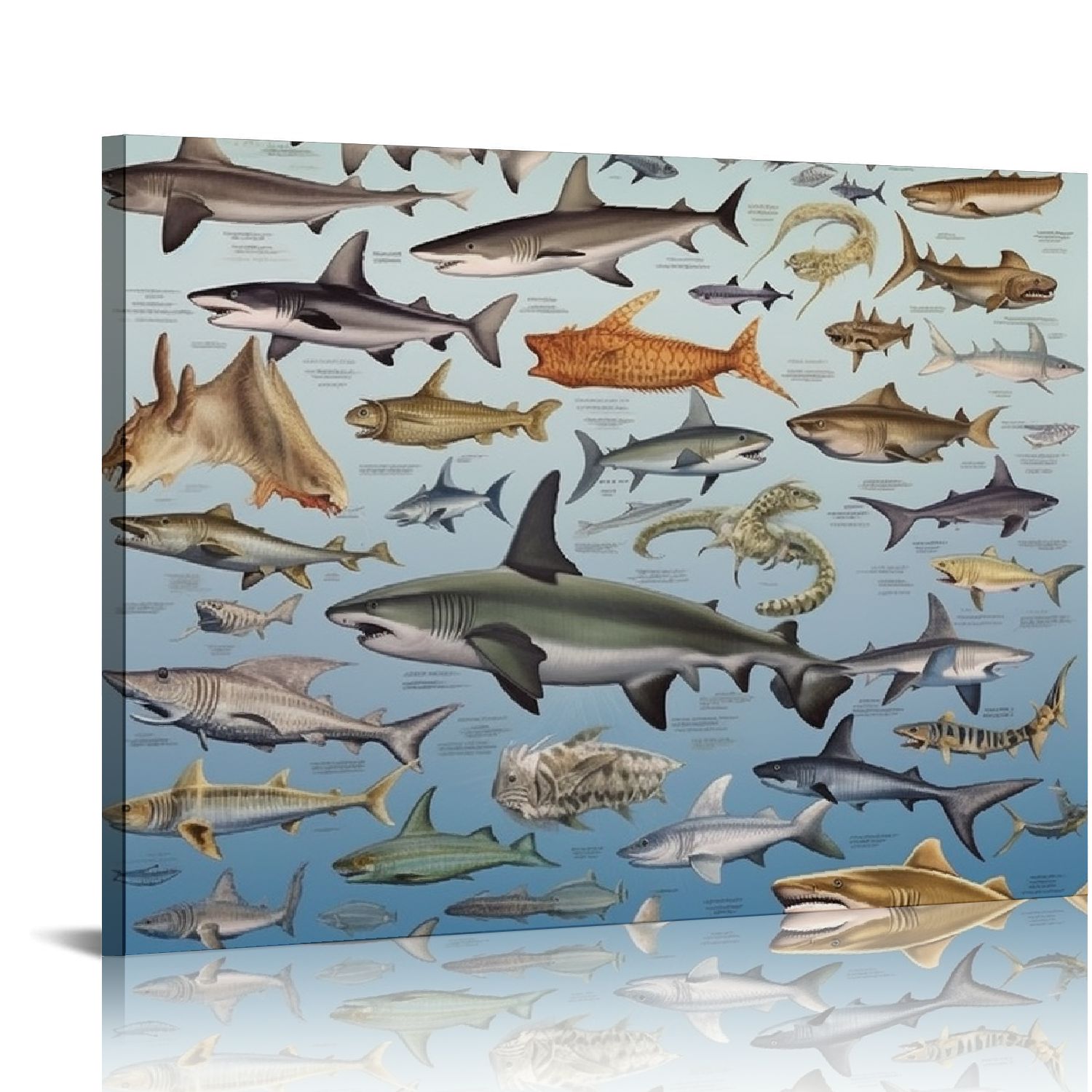 Nawypu Knowledge of Underwater Shark Species, Shark Species, Shark ...