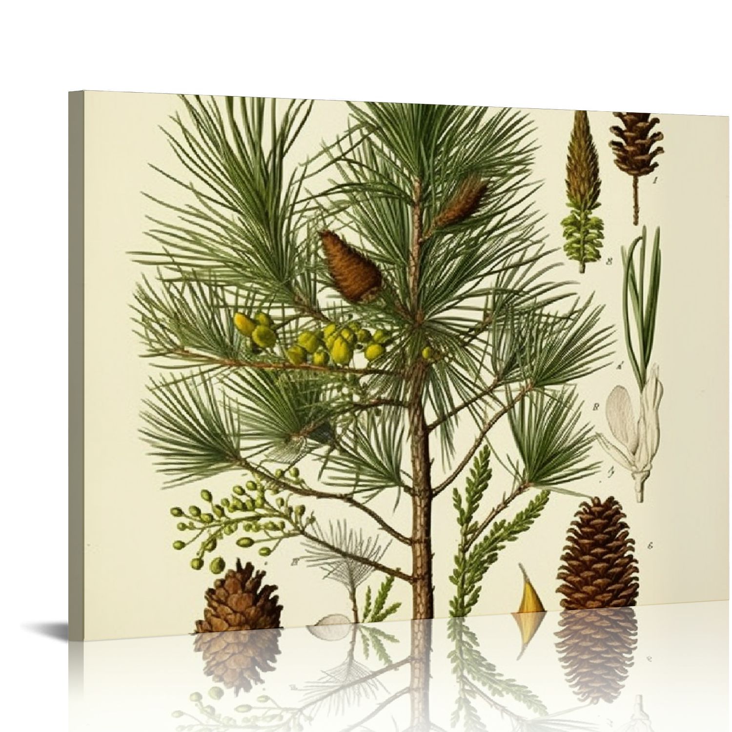 JEUXUS Pine Tree Botanical Illustration Art Print Great Decor for Lake ...