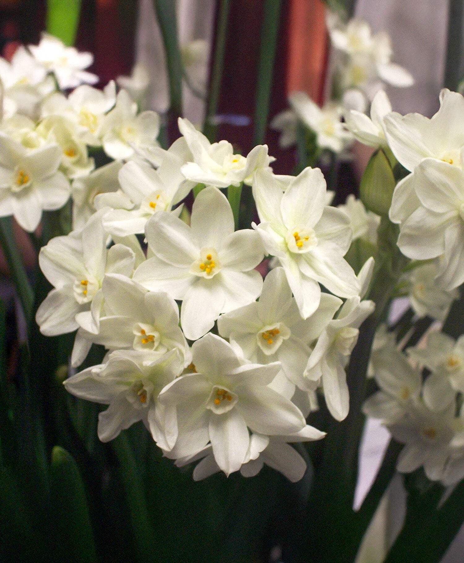 Nazareth Paperwhites - 10 bulbs - Walmart.com