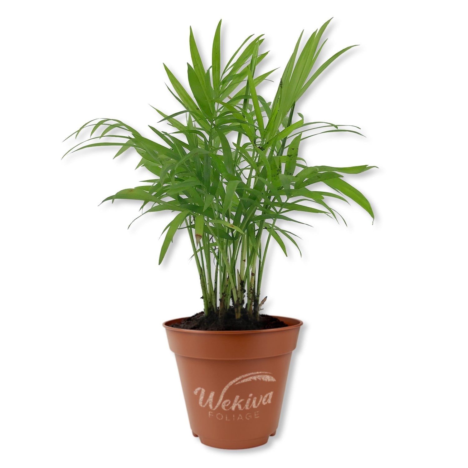 Neanthe Bella Parlor Palm - 1 Live Starter Plant - Chamaedorea Elegans ...