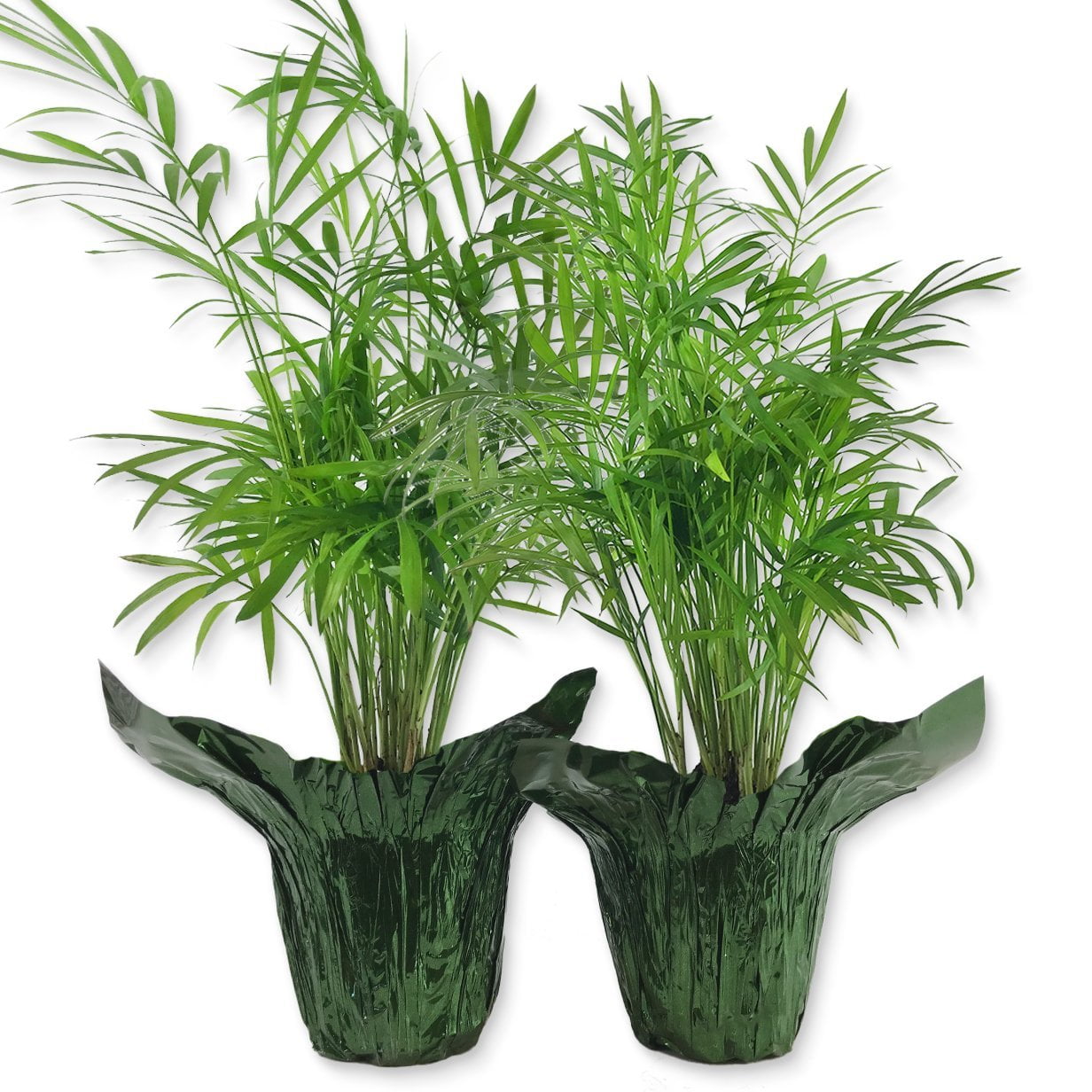 Neanthe Bella Parlor Palm in Festive Holiday Cover 2-Pack - Green ...