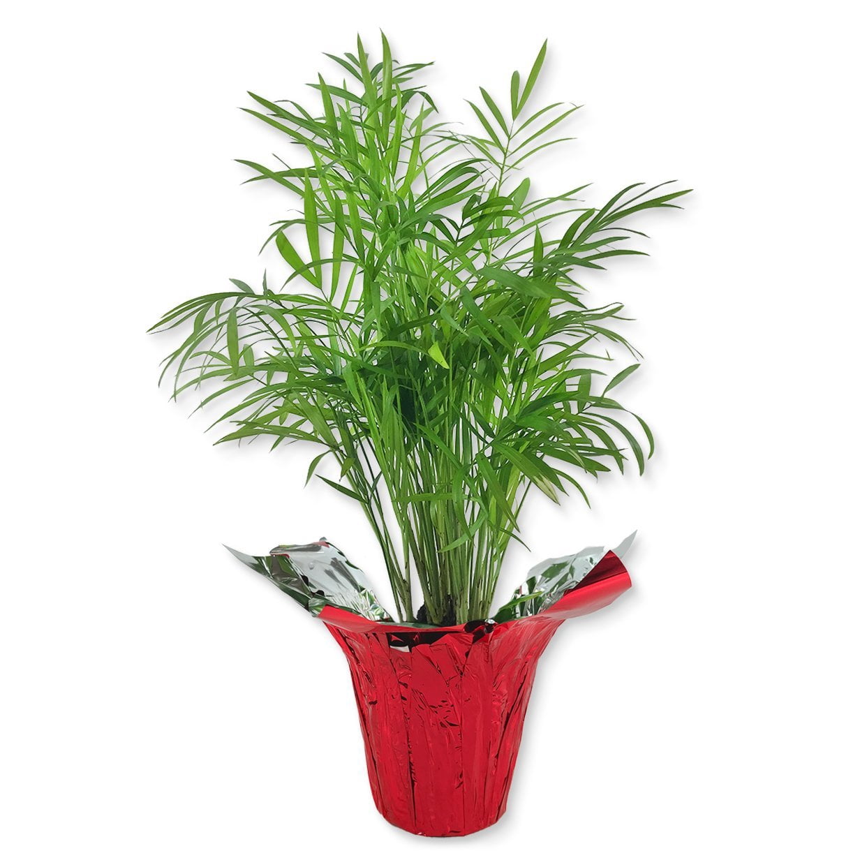 Neanthe Bella Parlor Palm in Festive Holiday Cover - Red - Live Plant ...
