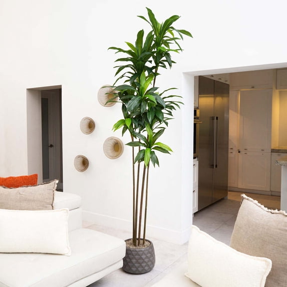 Free Shipping! Nearly Natural 8ft Artificial Dracaena Tree with Real ...