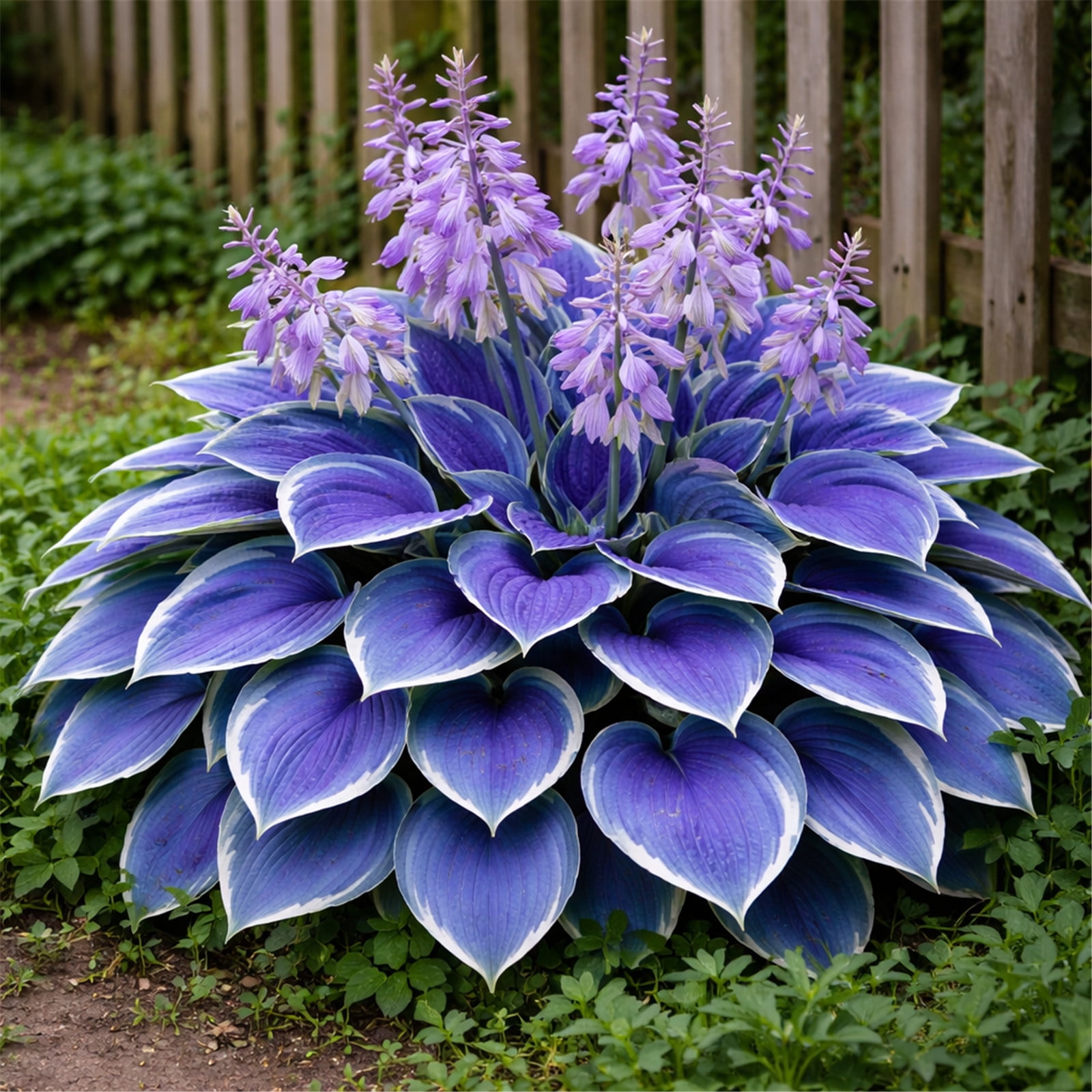 Nebbia Blu Hosta Plants Hosta Collection Bulbs Ornamental Hard-Simple ...