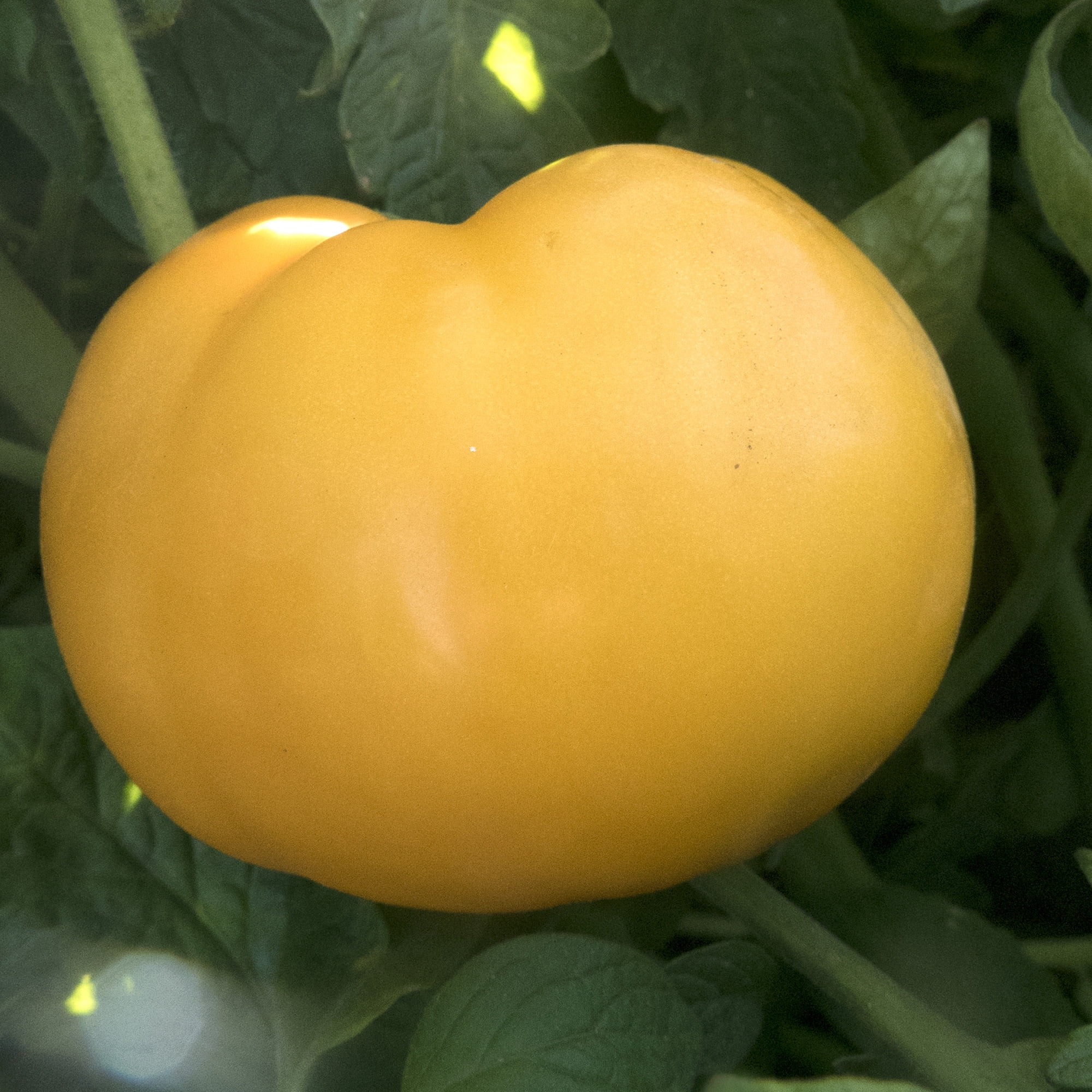 Nebraska Wedding Tomato Seeds - 0.25 Oz ~1700 Seeds - Non-GMO, Heirloom ...