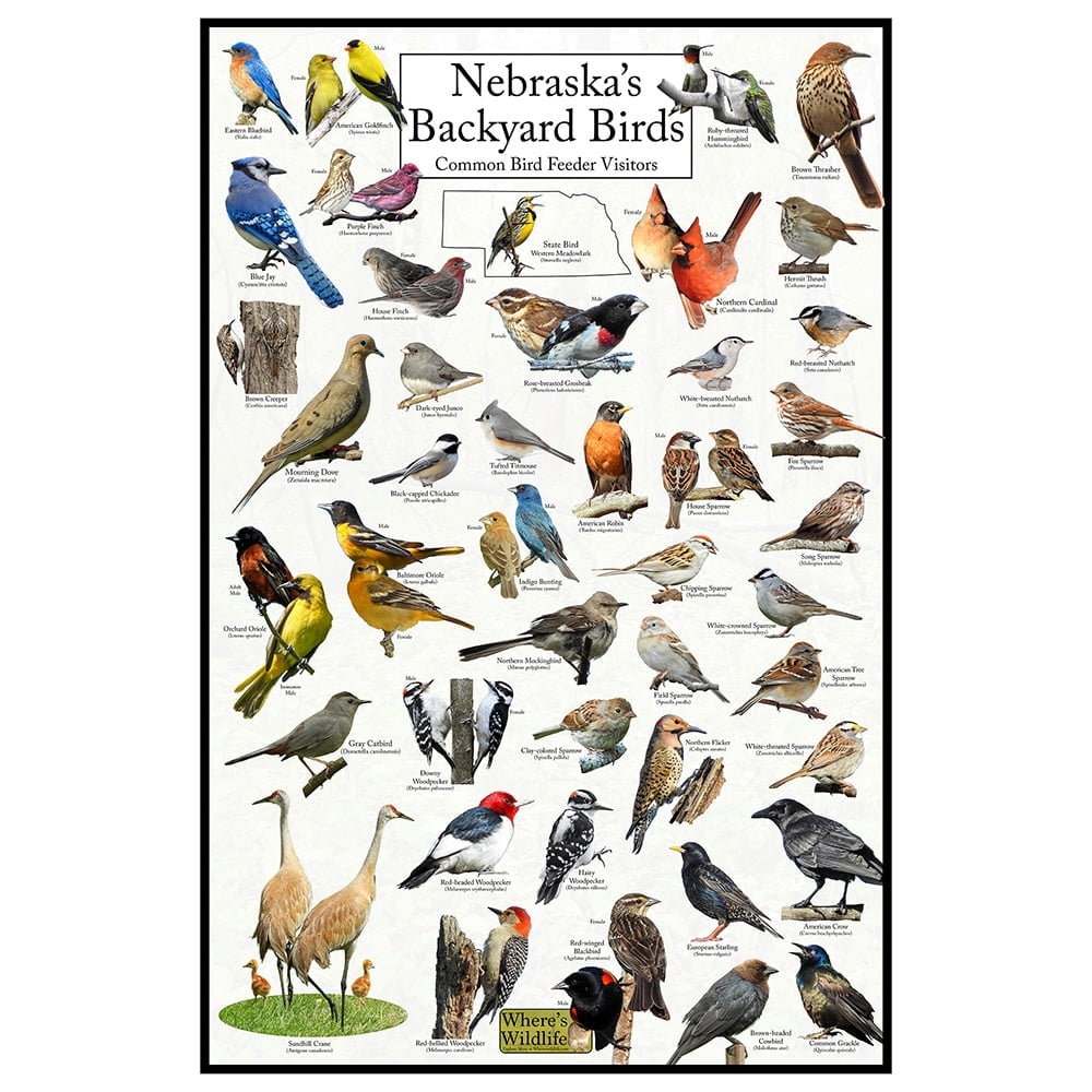 Nebraska's Backyard Birds Poster - Nebraska Bird Chart Highlighting ...