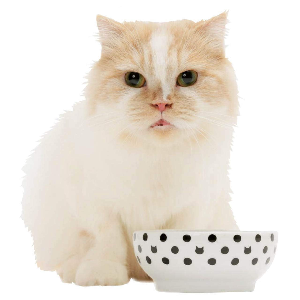 Necoichi Ceramic Cat Bowls TMA2 for Indoor Cats - Cat Food Bowl, Cat ...