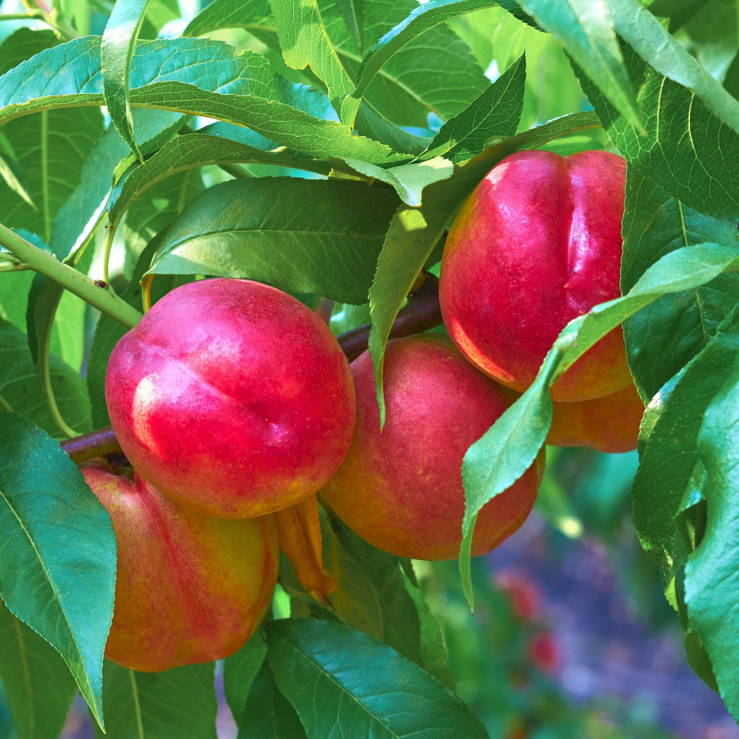 Nectarine Tree 'Fantasia' Live Bare Root - Walmart.com