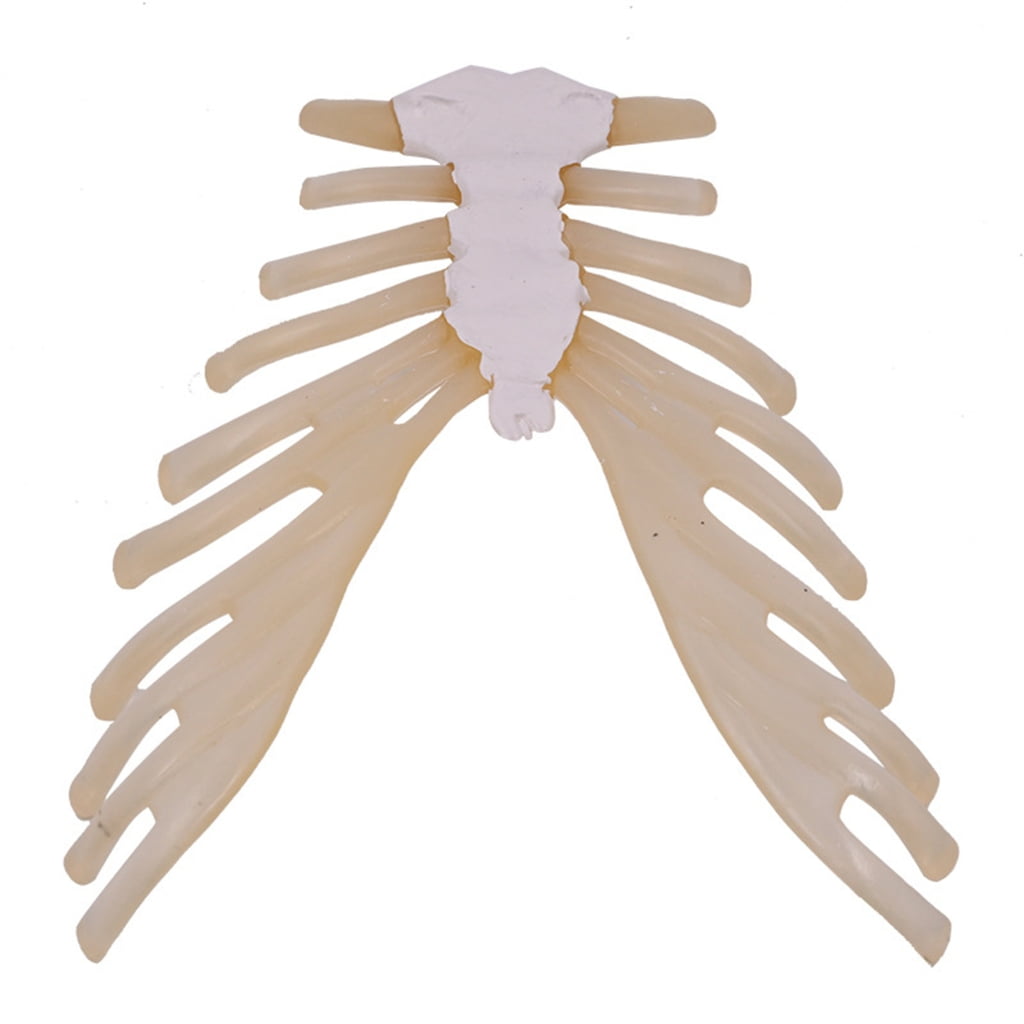 Necvior 1:1 Human Skeleton Model for Lab School Human Sternum Model ...