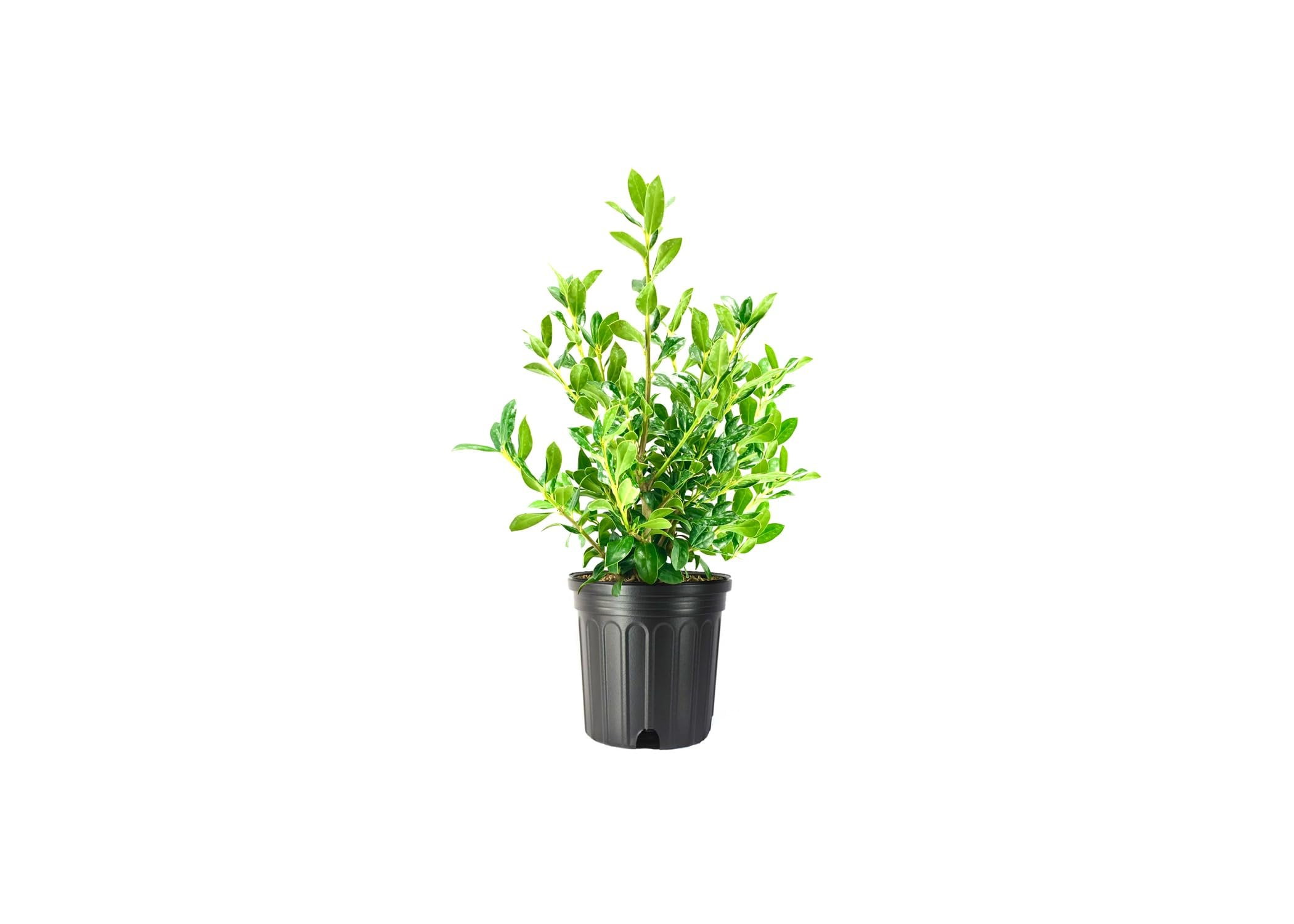 Needlepoint Chinese Holly I 2 Large Gallon Size Plants I Live Evergreen ...