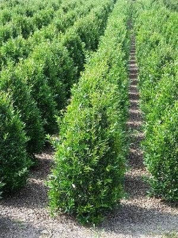 Needlepoint Chinese Holly I 3 Large Gallon Size Plants I Live Evergreen ...