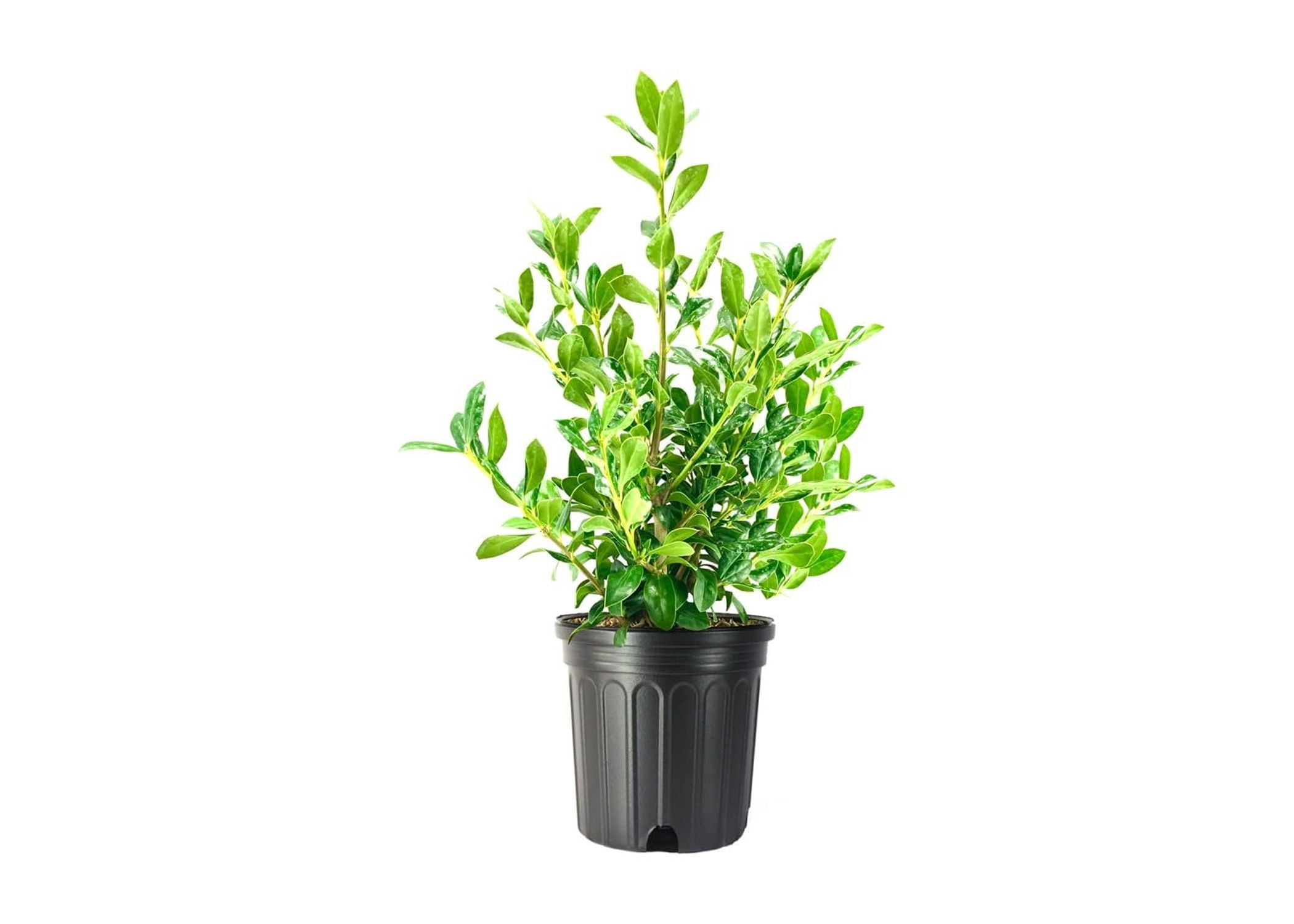Needlepoint Chinese Holly I 3 Large Gallon Size Plants I Live Evergreen ...