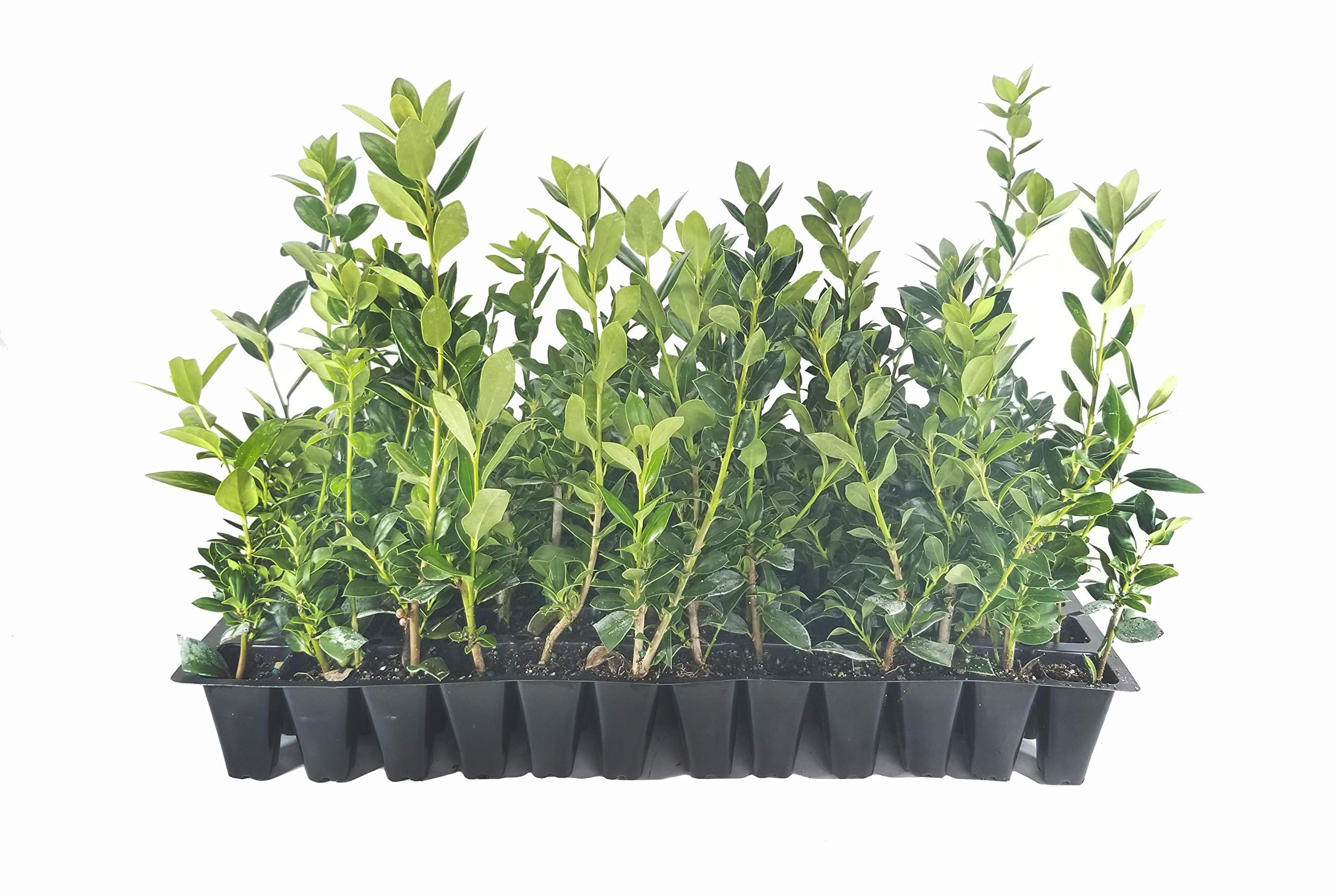 Needlepoint Chinese Holly - Ilex Cornuta - 20 Live Plants - Low ...