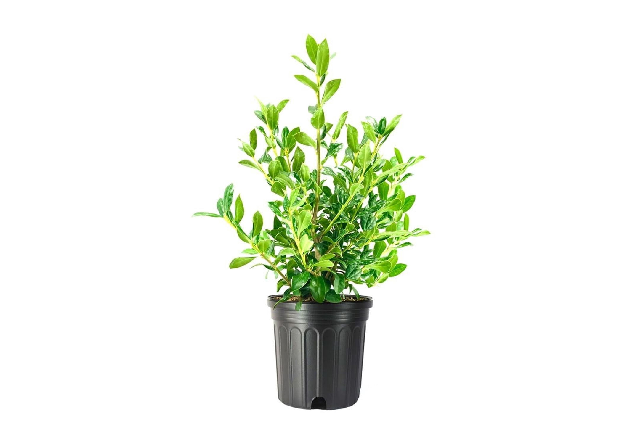 Needlepoint Holly | 1 Large Gallon Size Plant | Ilex Cornuta | Fast ...