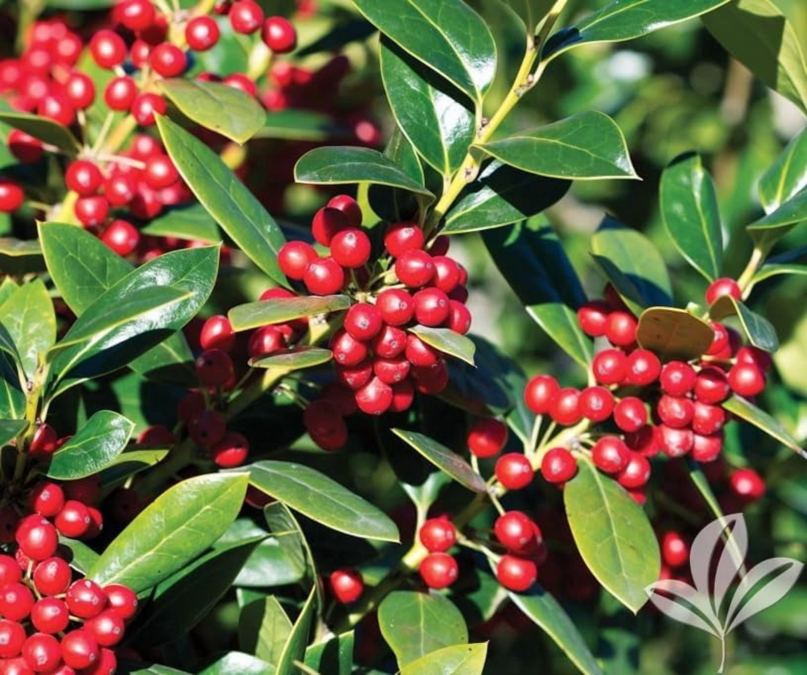 Needlepoint Holly | 2 Extra Large 3 Gallon Plants | Ilex Cornuta | Fast ...