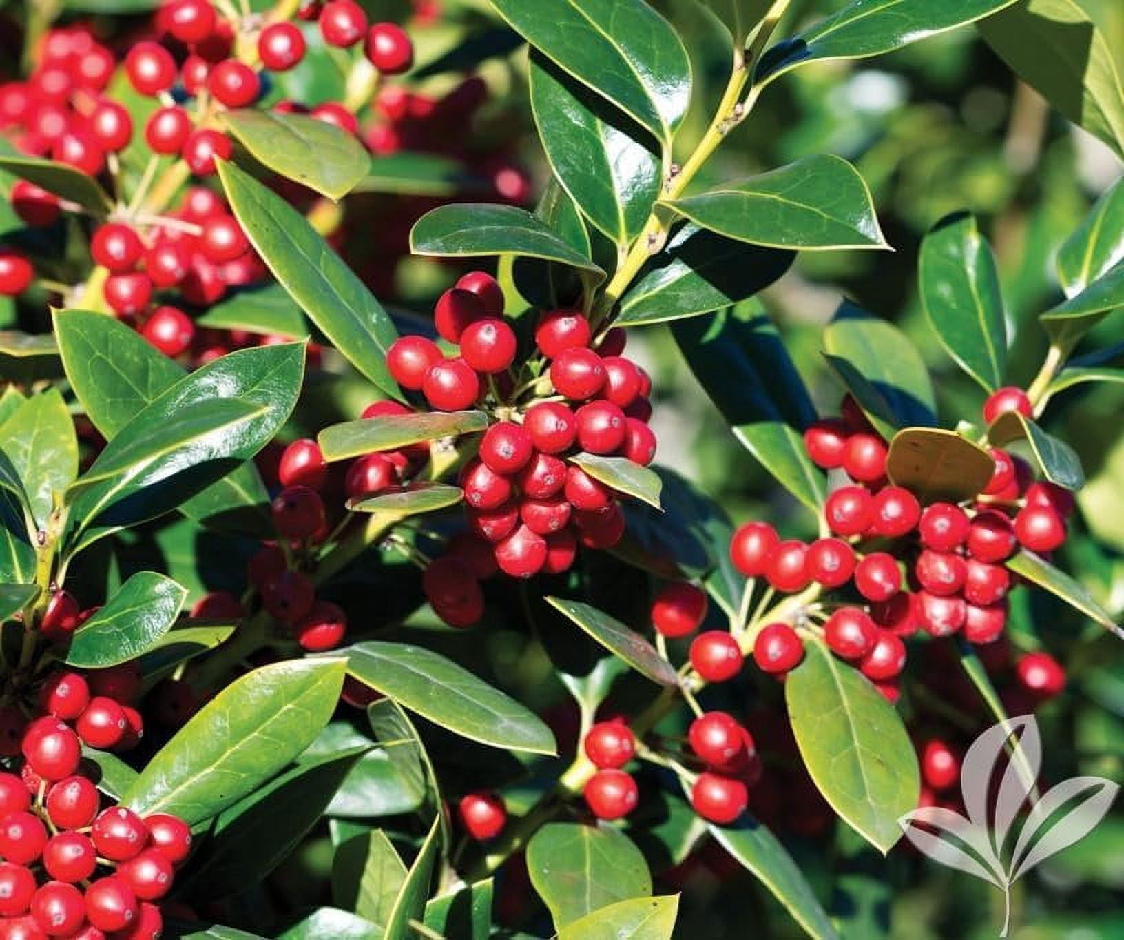 Needlepoint Holly 2 Extra Large 3 Gallon Plants Ilex cornuta ...