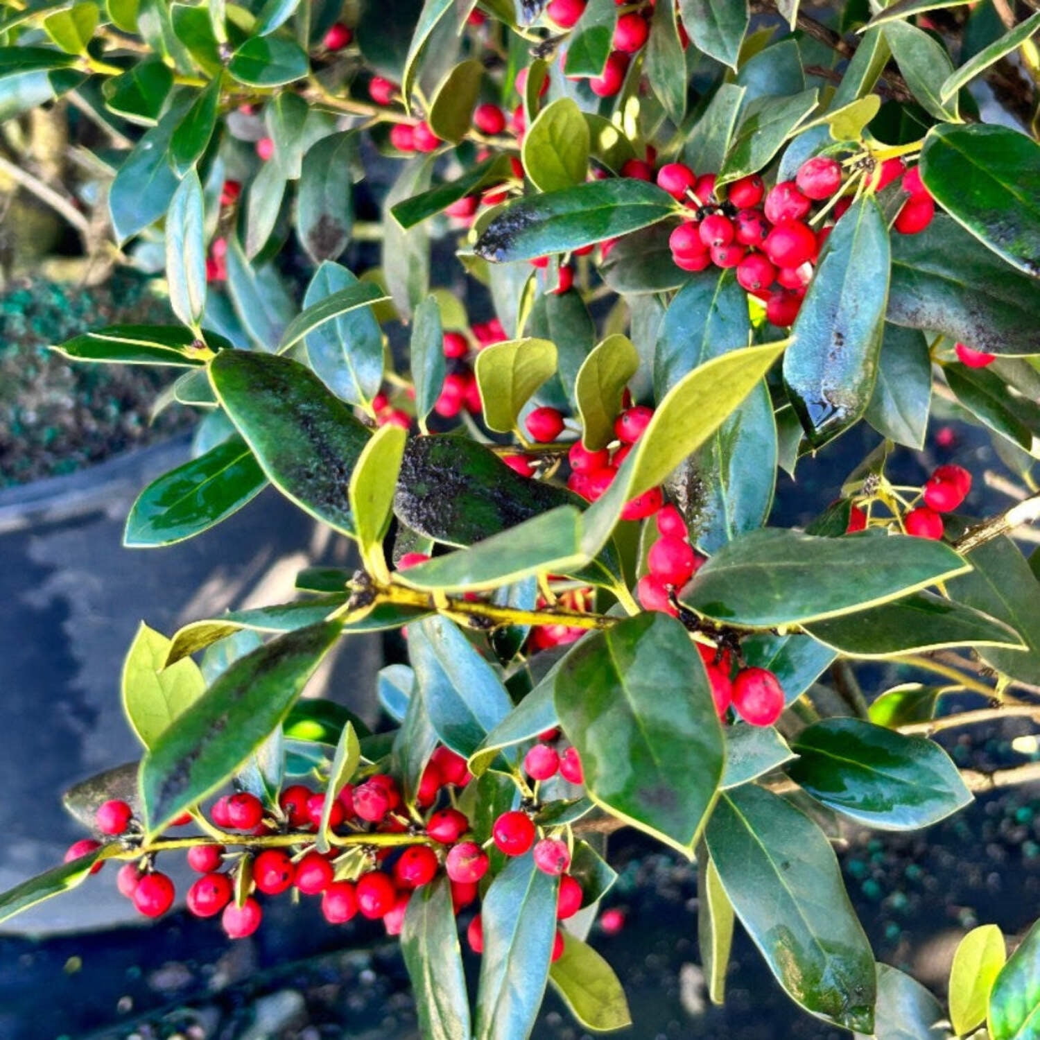 Needlepoint Holly - Ilex cornuta 'Needlepoint' - Walmart.com