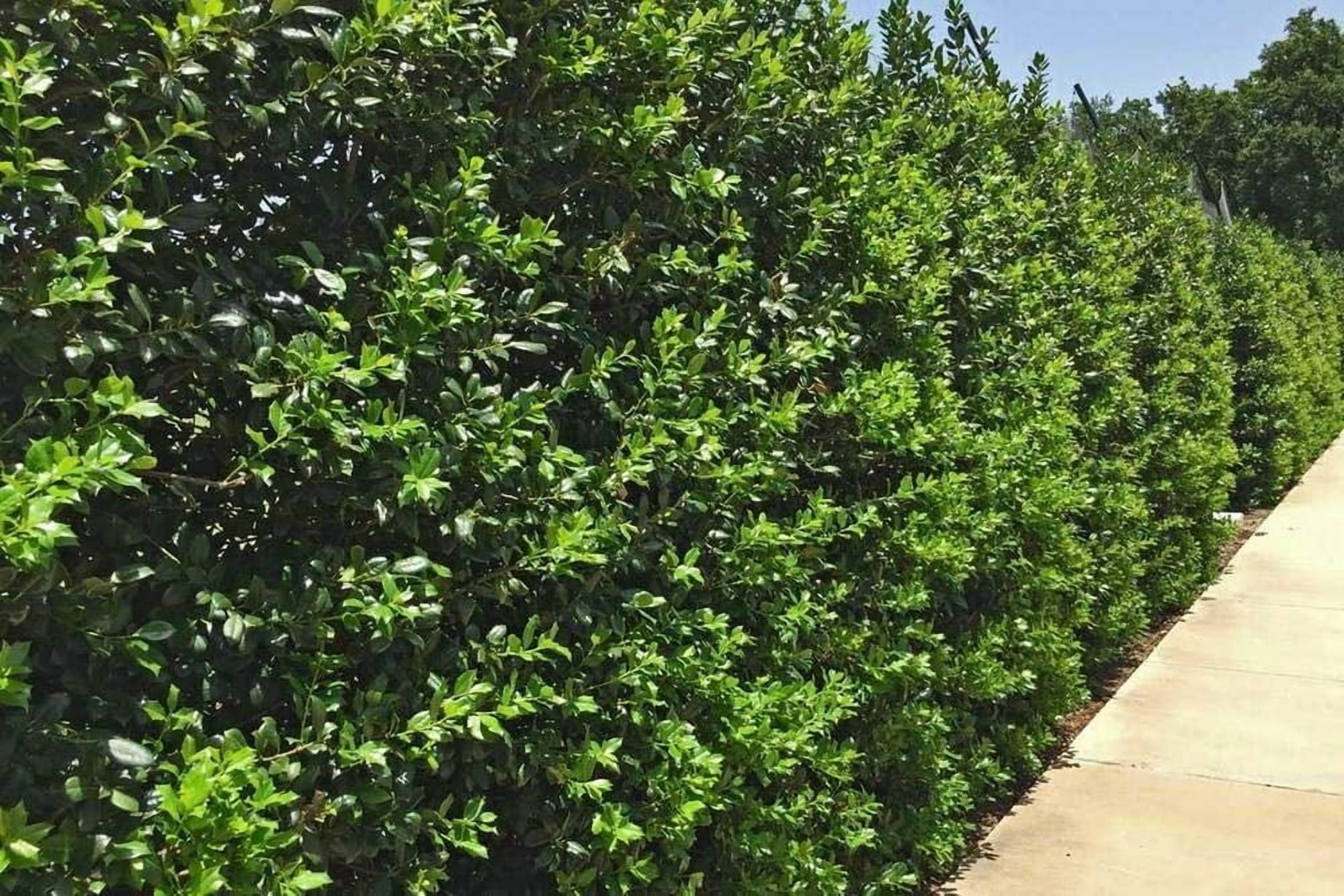Needlepoint Holly | 5 Live 4 Inch Plants | Ilex Cornuta | Fast Growing ...