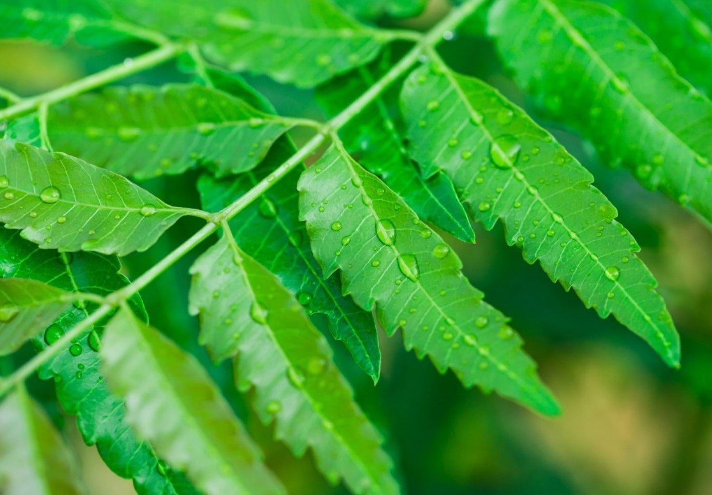 Neem Plant, 3 Gal Container, 1 count - Walmart.com