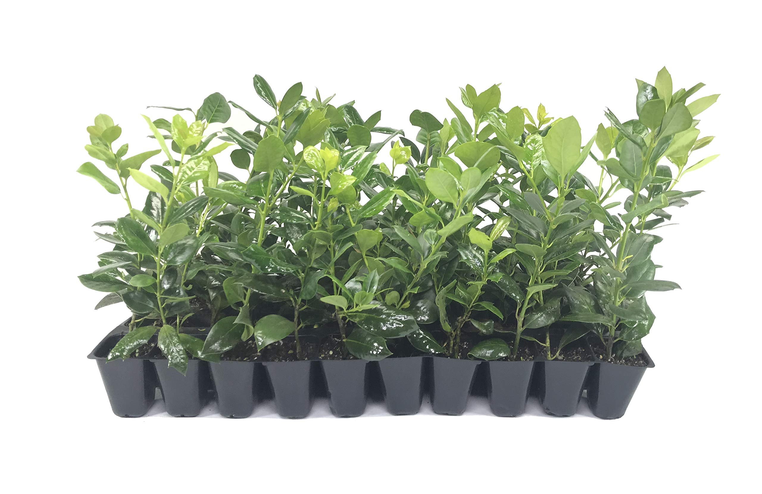 Nellie R. Stevens Holly - 15 Live Plants - Evergreen Privacy Hedge ...