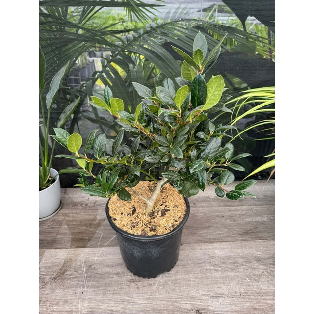 Nellie R Stevens Holly Live Plant Upright Evergreen Shrub 1 Gal Pot 6 In 3 Ft H