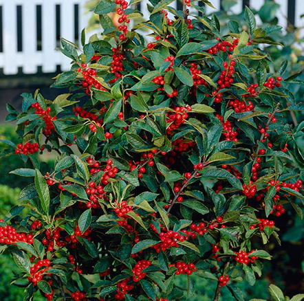 Nellie R Stevens Holly Tree Holly Berries Plant Holly Shrubs Holly lIex ...