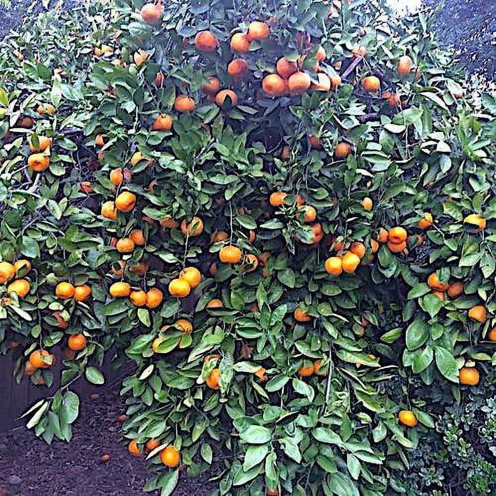 Nelson - Citrus Fruit & Avocado Tree Plant Food for In-Ground ...