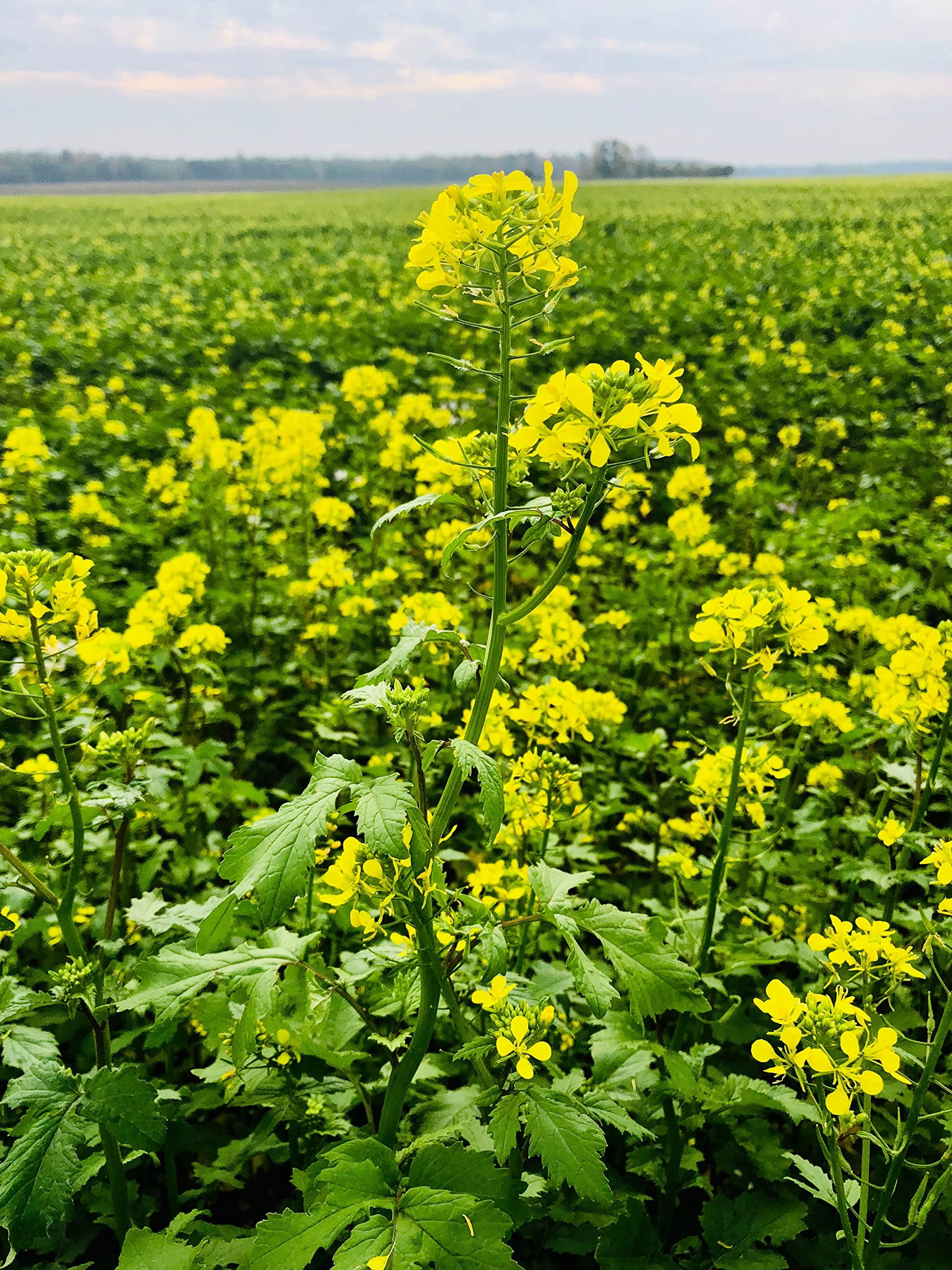 “Nemagon” Mustard Green Seeds - Fast-Growing Mustard MHD1Green or Microgreen - Sinapis Alba ...