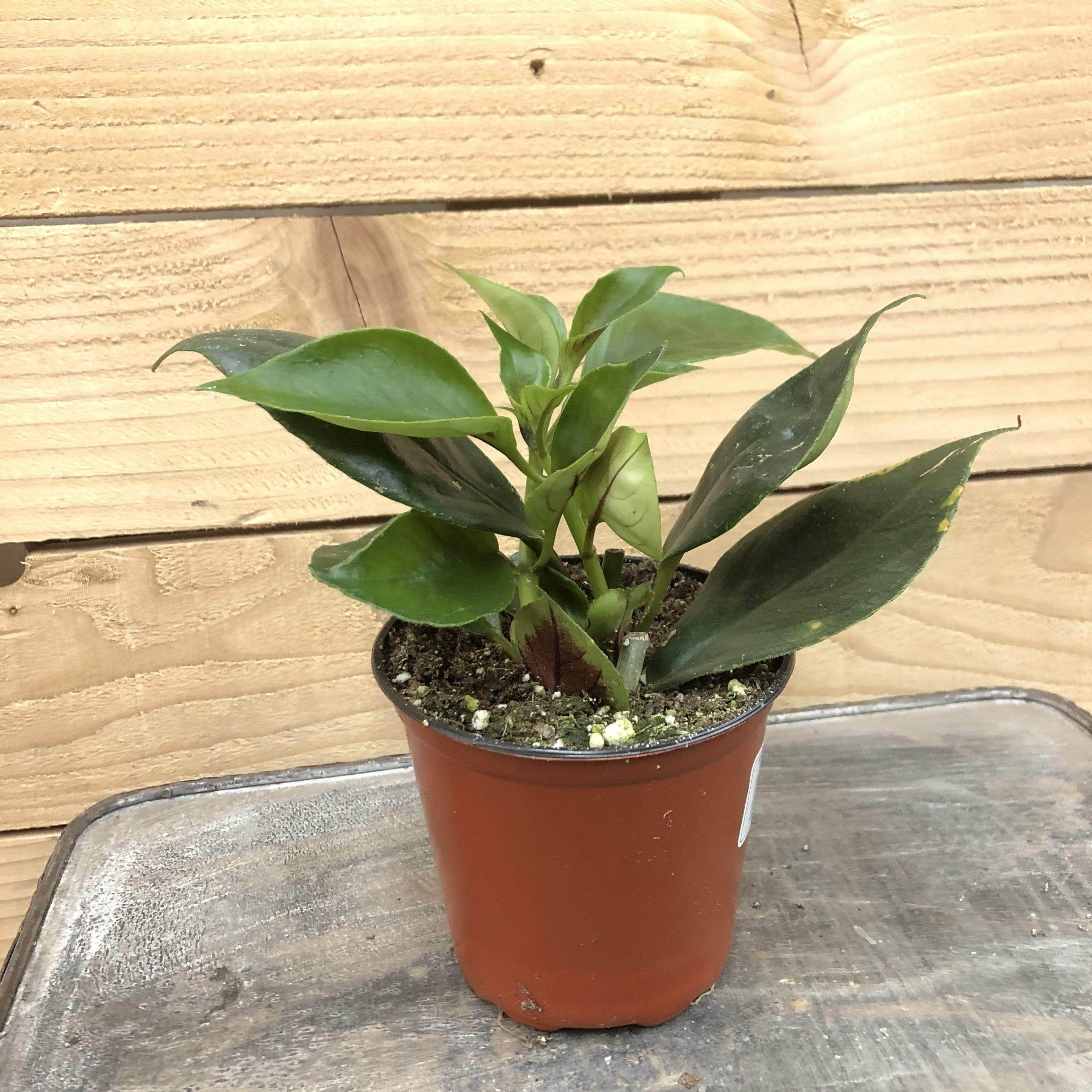Nematanthus Champagne Jam, 4" Plant - Walmart.com