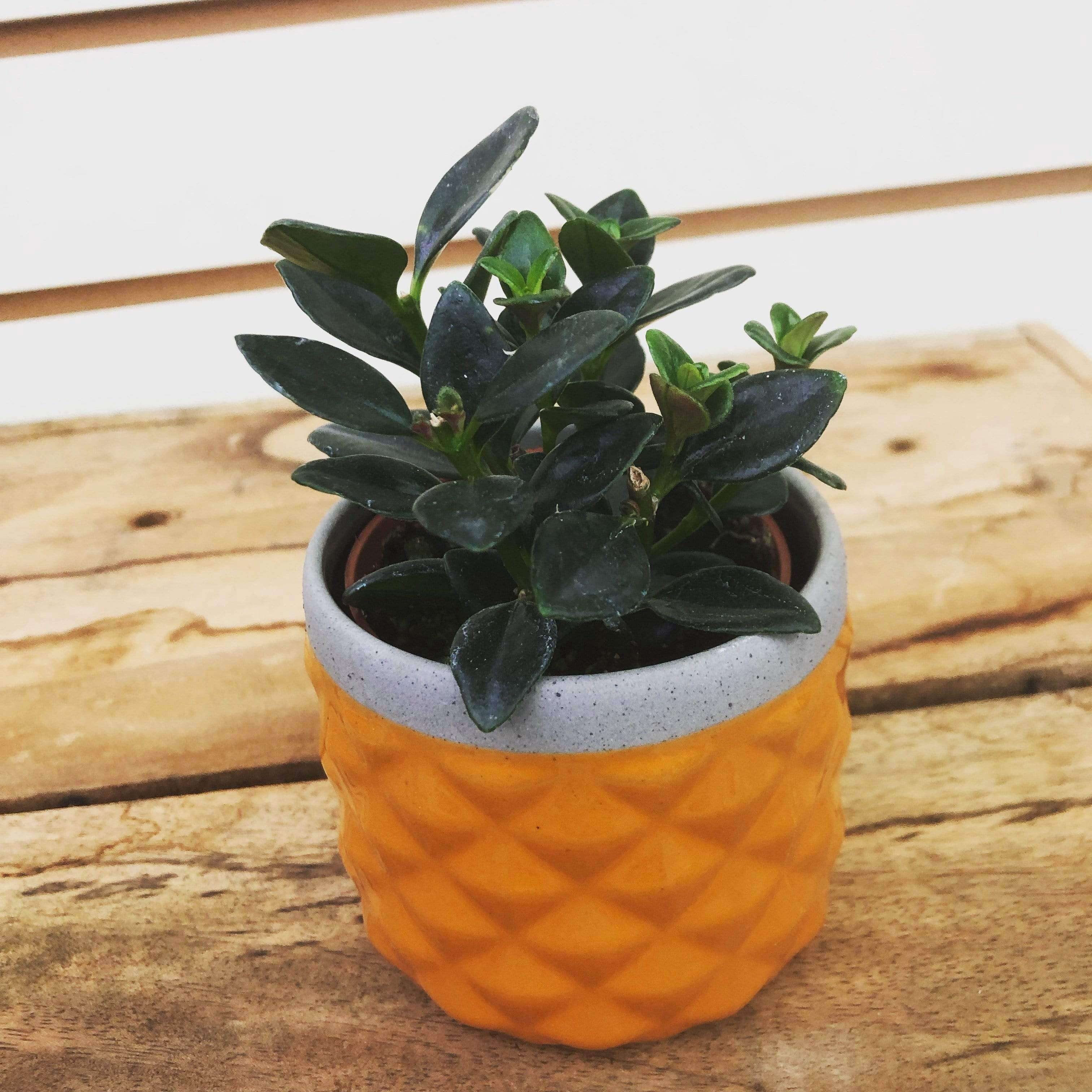 Nematanthus Goldfish Sherbert, 2" Plant - Walmart.com