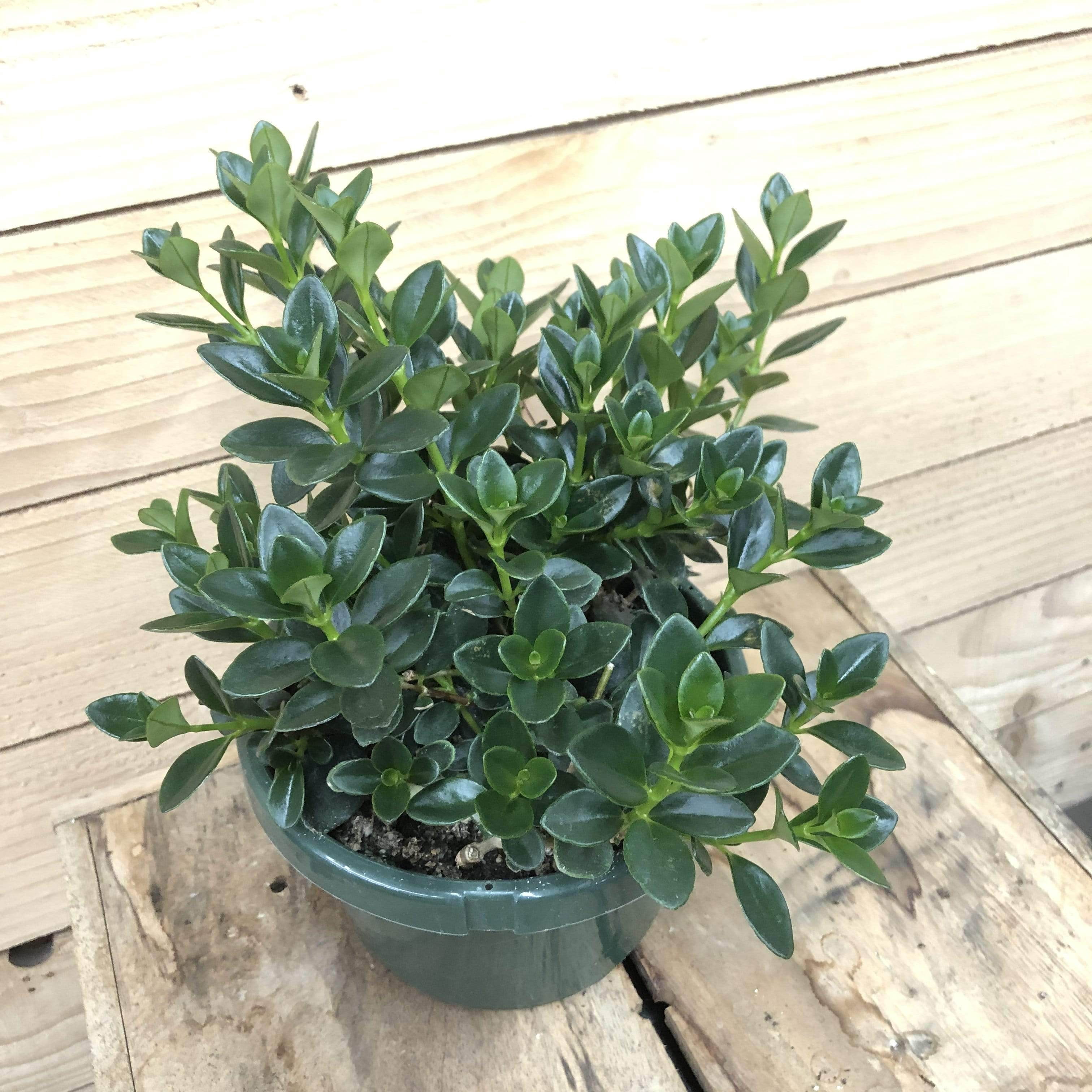 Nematanthus Goldfish Sherbert, 6" Plant - Walmart.com