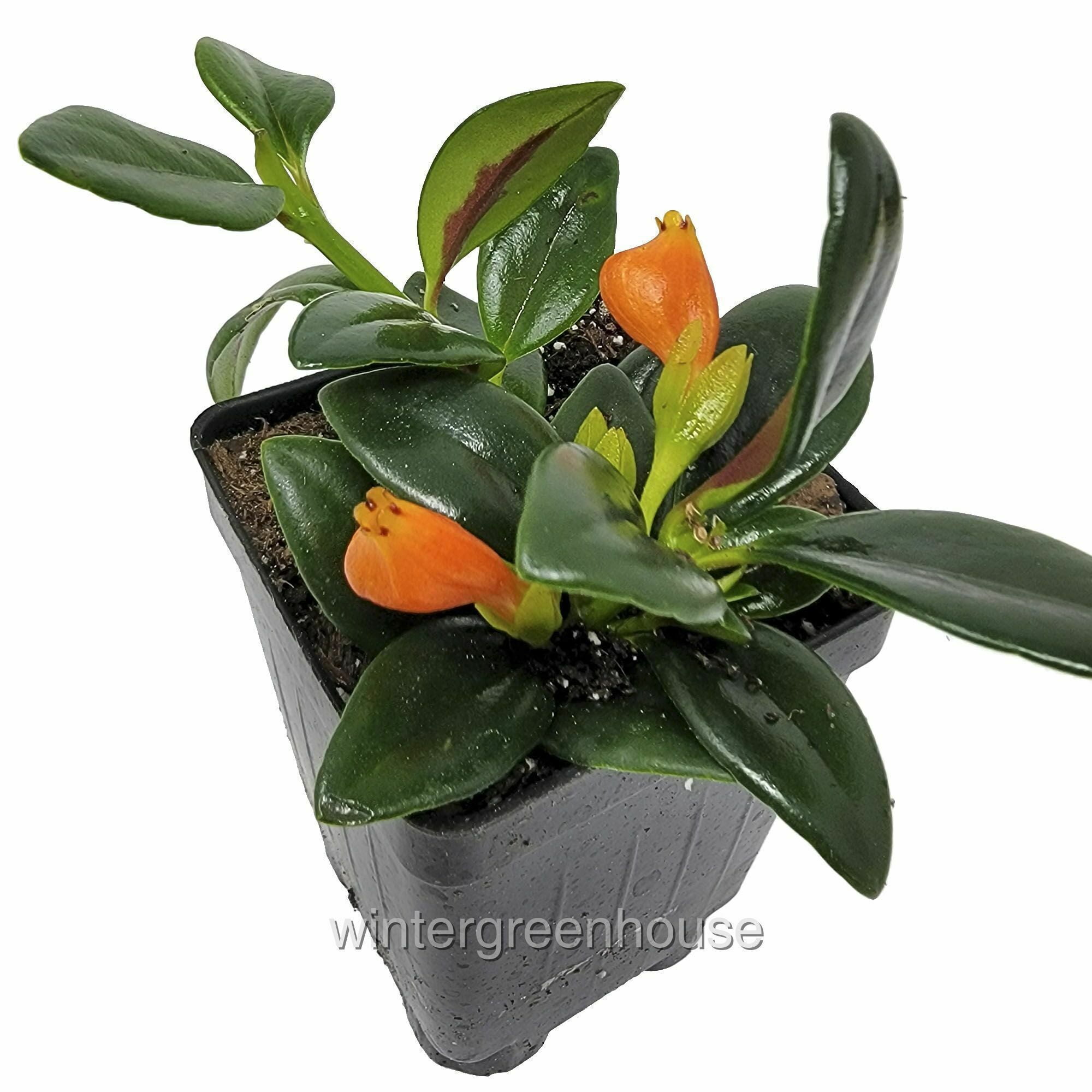 Nematanthus Shady Lady, Marlene, Goldfish Plant - Pot Size: 3in (2.6x3 ...