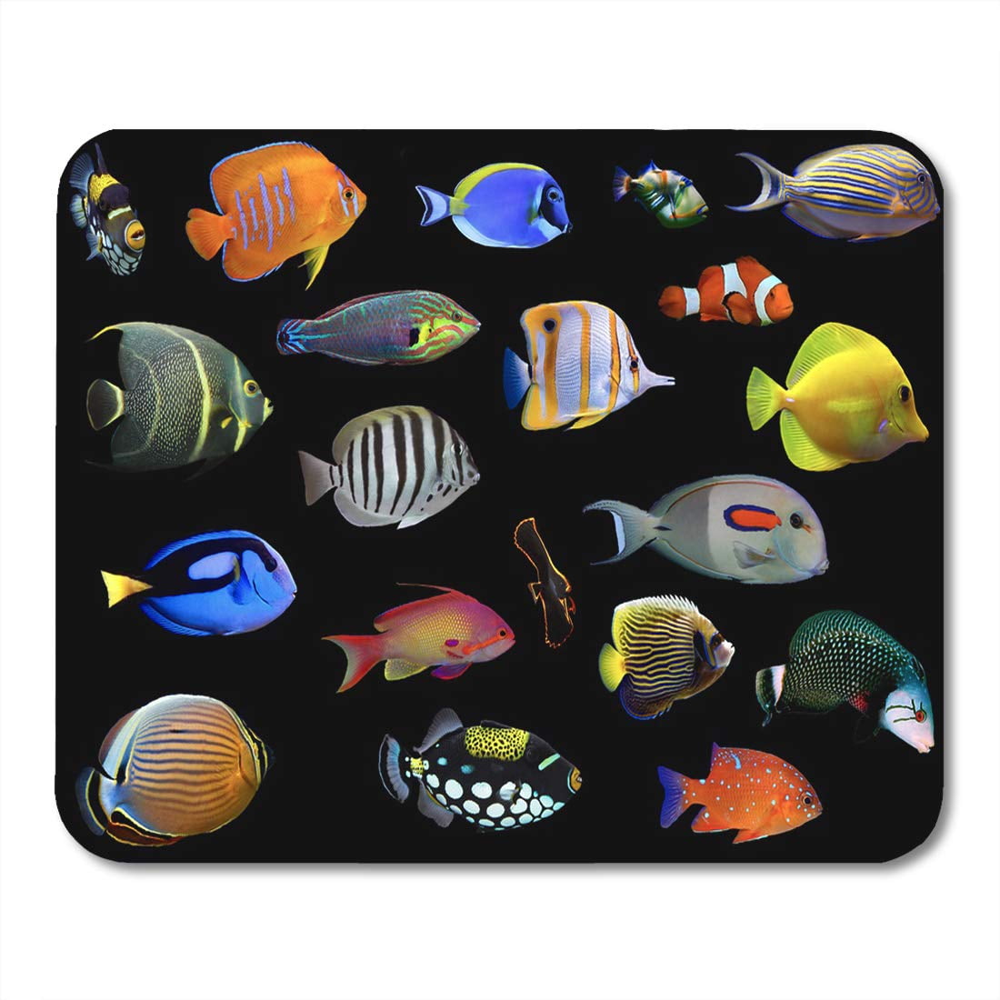 Nemo Black Clownfish Big Collection of Saltwater Fishes Colorful ...