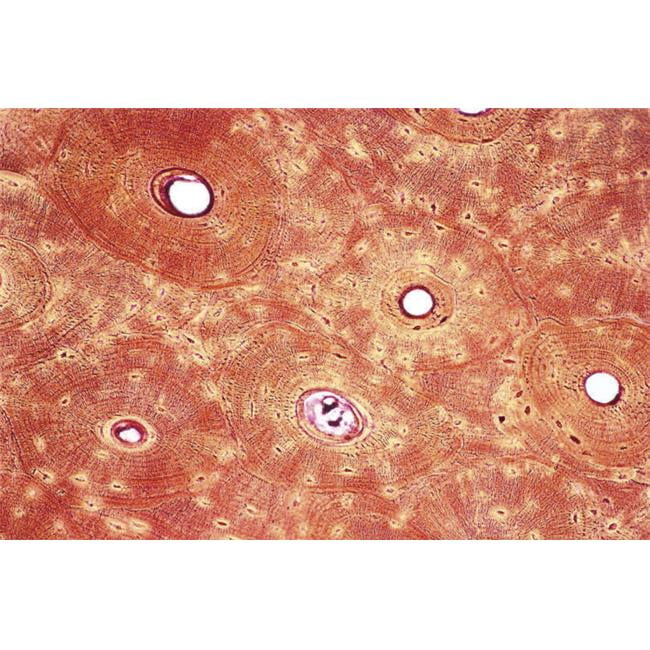 Neo & SCI 70-4018 Neo & Guide Microscope Slides - Human Body Systems ...