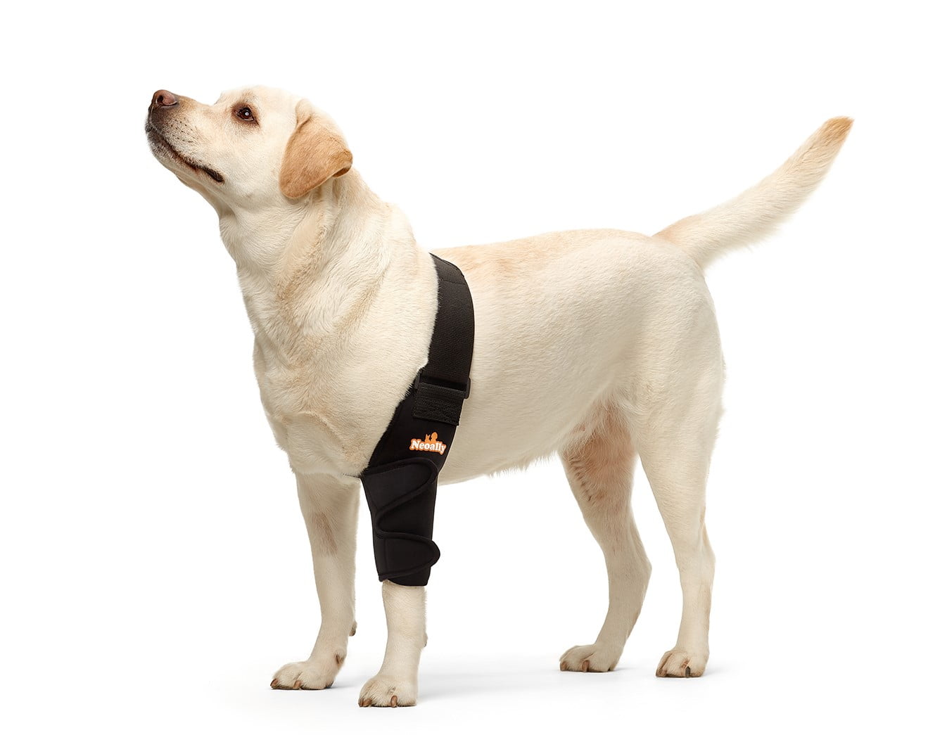 Neoally Dog Elbow Brace Protector Pads for Canine Elbow and Shoulder ...