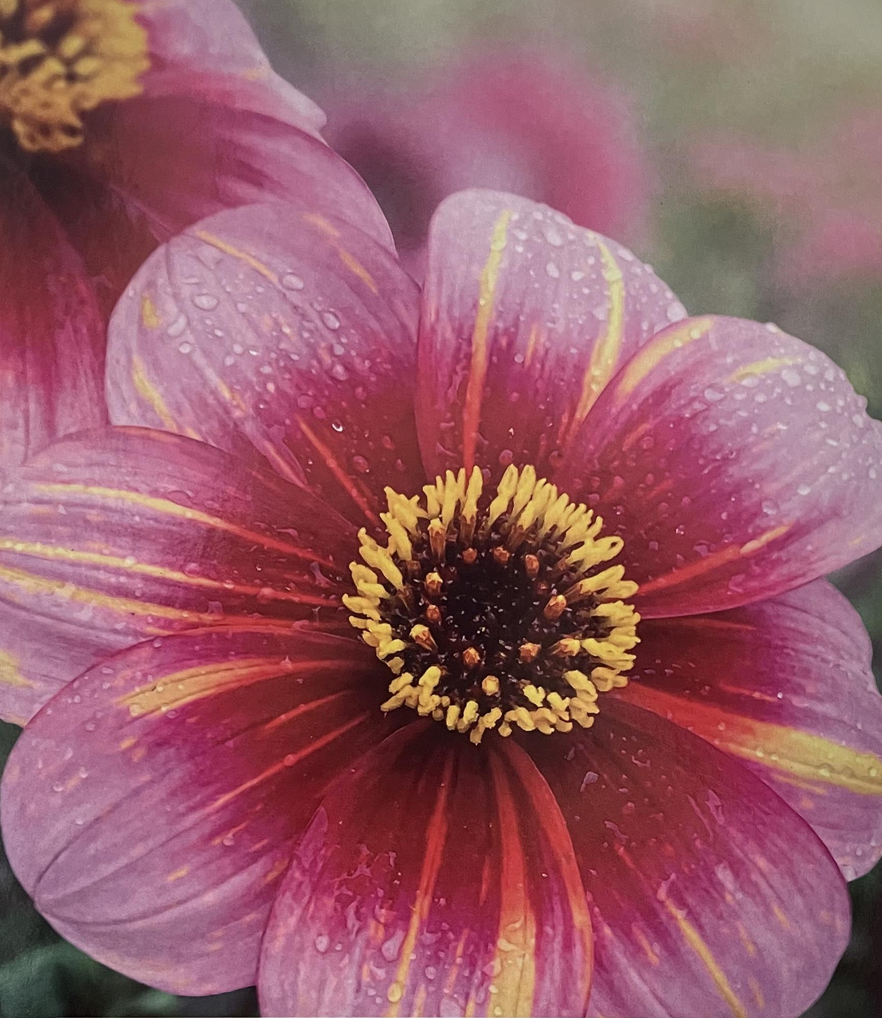 Neon Flair Dahlia - 1 Root Clump - Dark Leaf Dahlia - New - Walmart.com