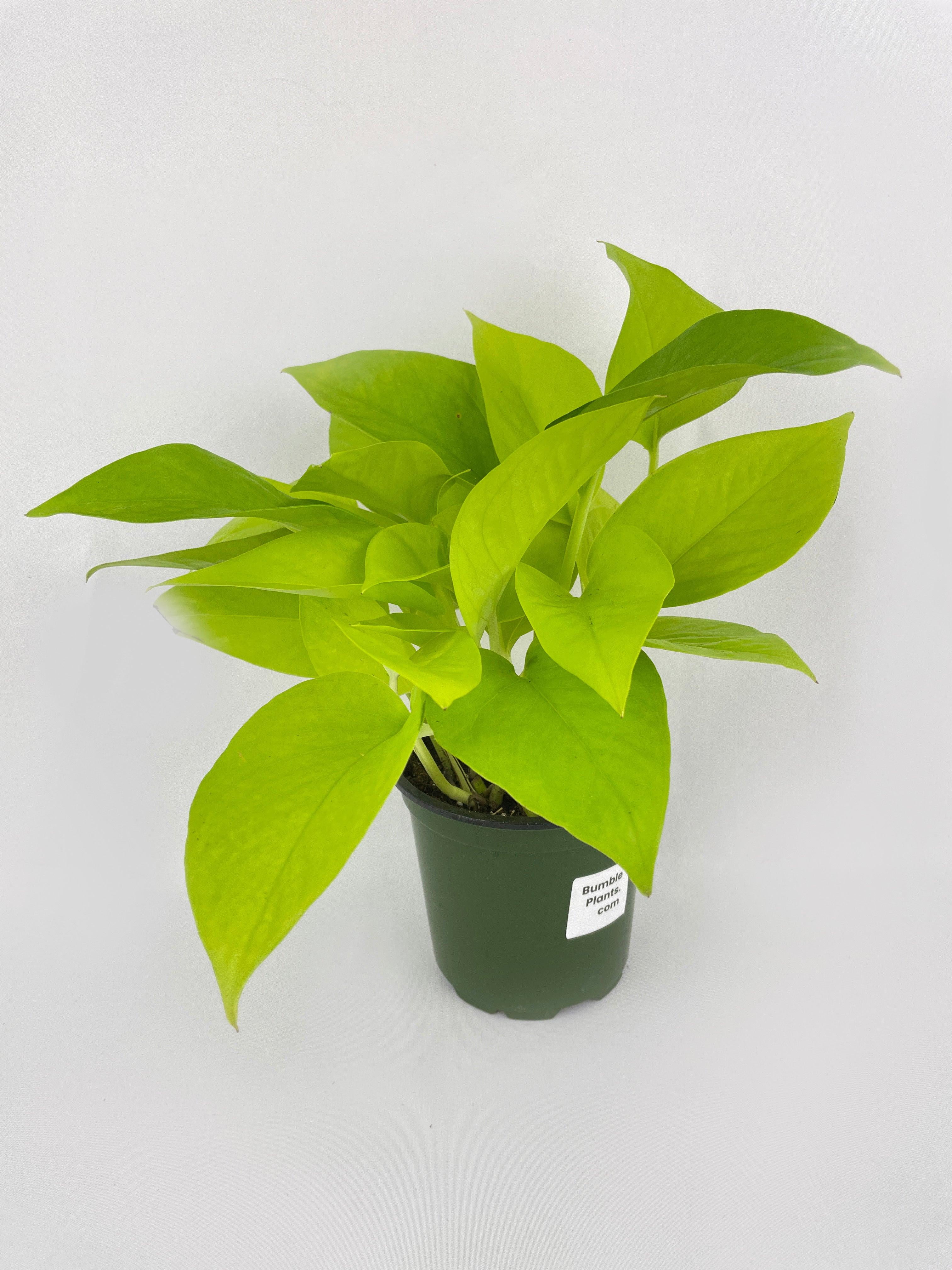 Neon Lemon Lime Pothos - Live Air-Purifying Indoor Plant in Nursery Pot ...