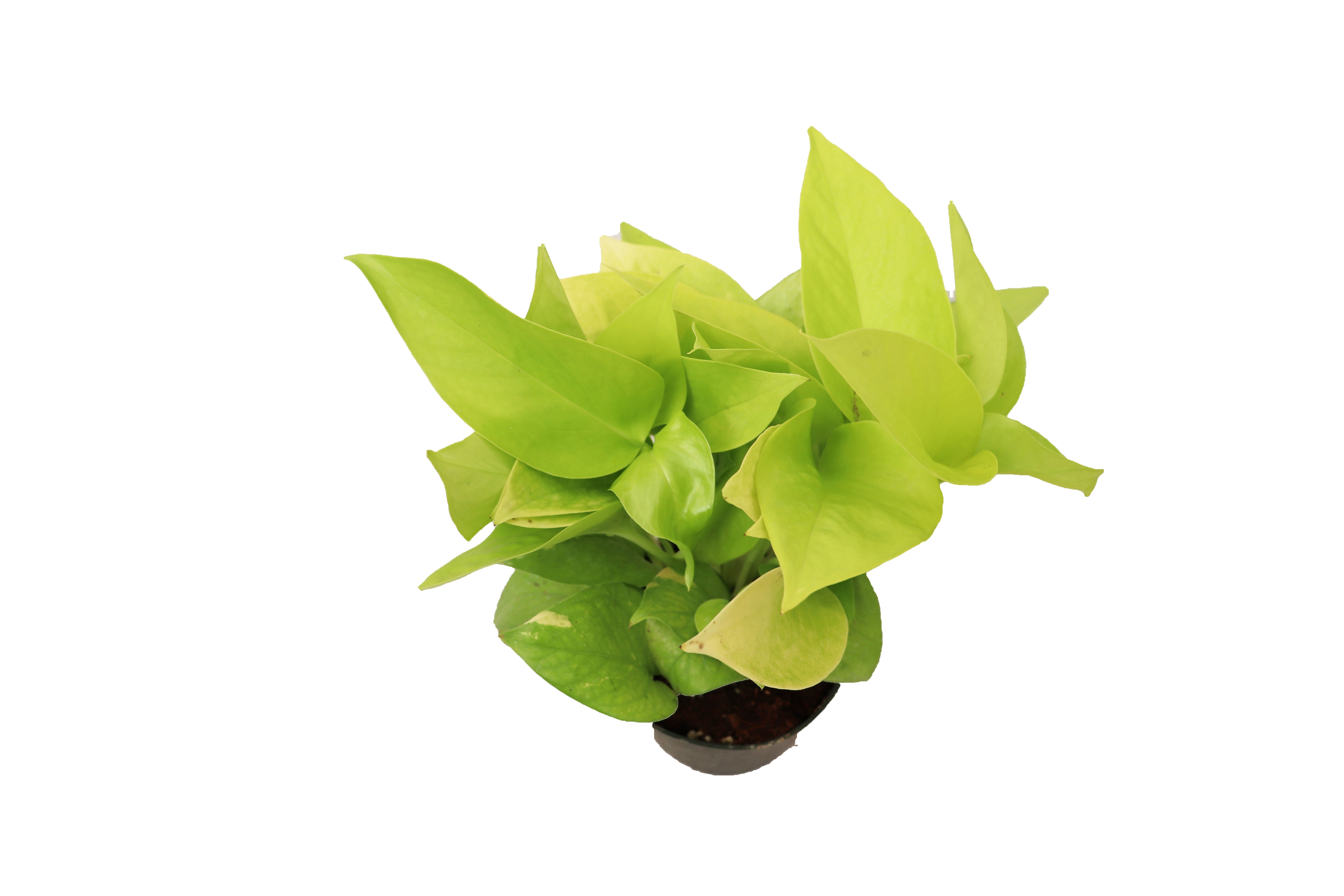 Neon Pothos - 6" from California Tropicals - Walmart.com