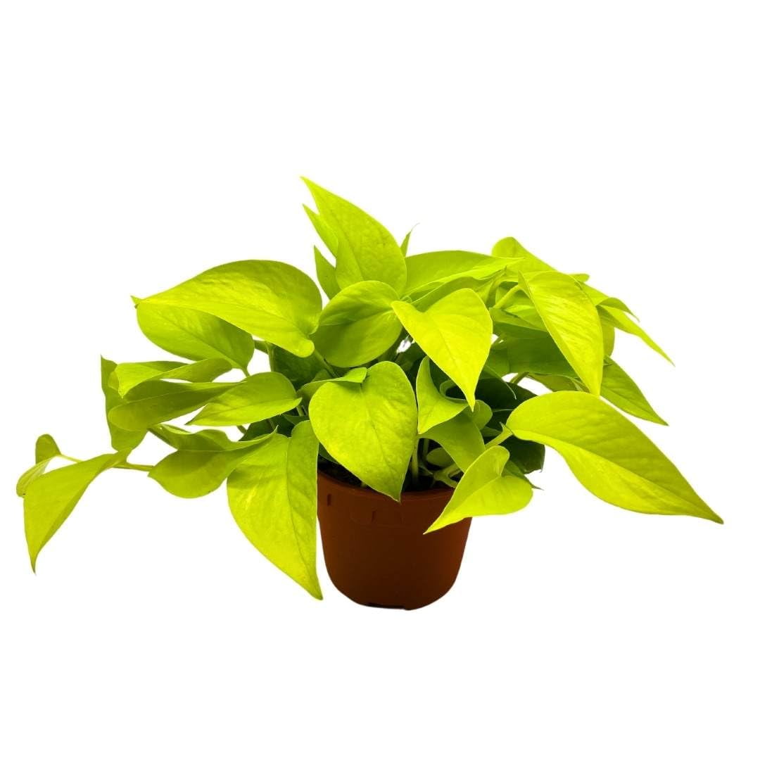 Neon Pothos, 6 inch, Devil's Ivy, Hunter's Rove - Walmart.com