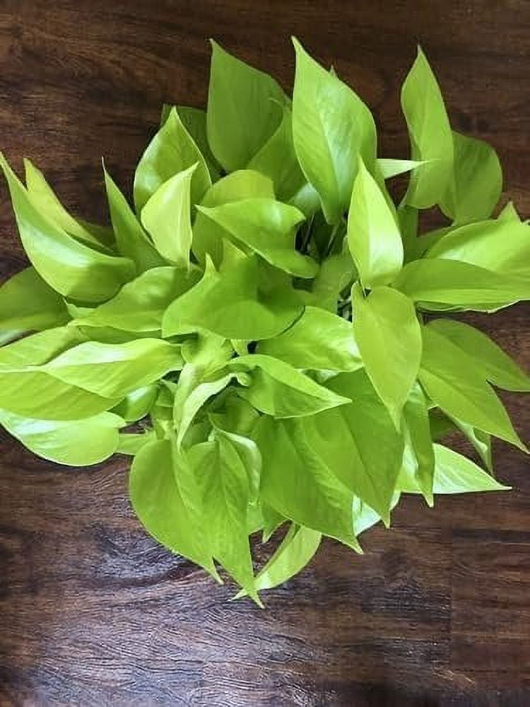 Neon Pothos - Live Plant in a 6 Inch Pot - Epipremmum Aureum - Stunning ...