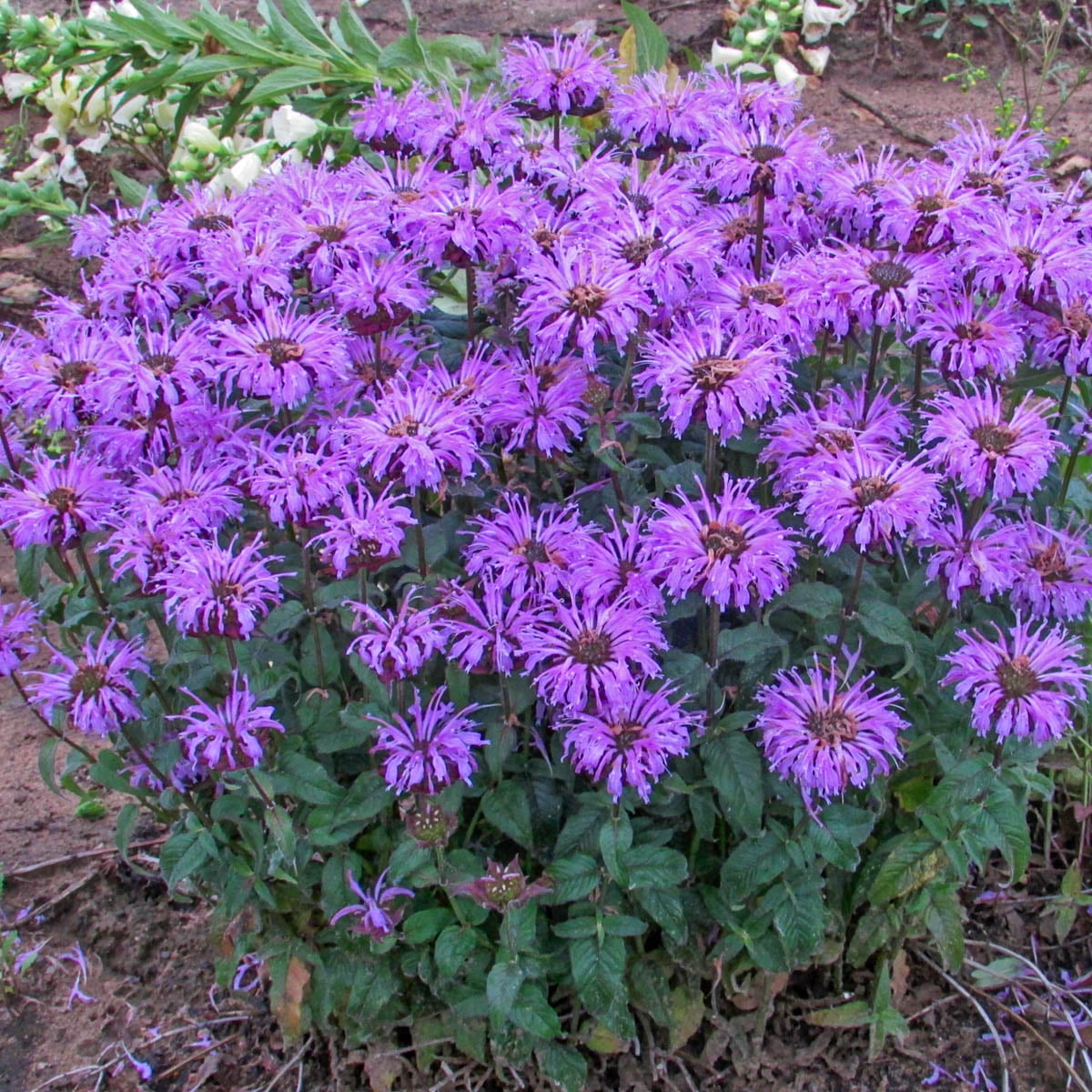 Neon Purple Flowering Bee Balm Dormant Bare Root Perennial Starter ...