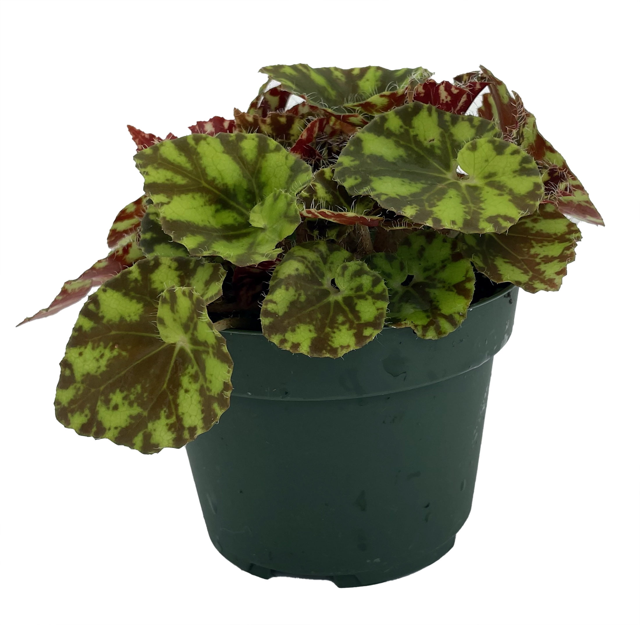 Neon Splash Begonia Plant - 3.75" Pot - Walmart.com