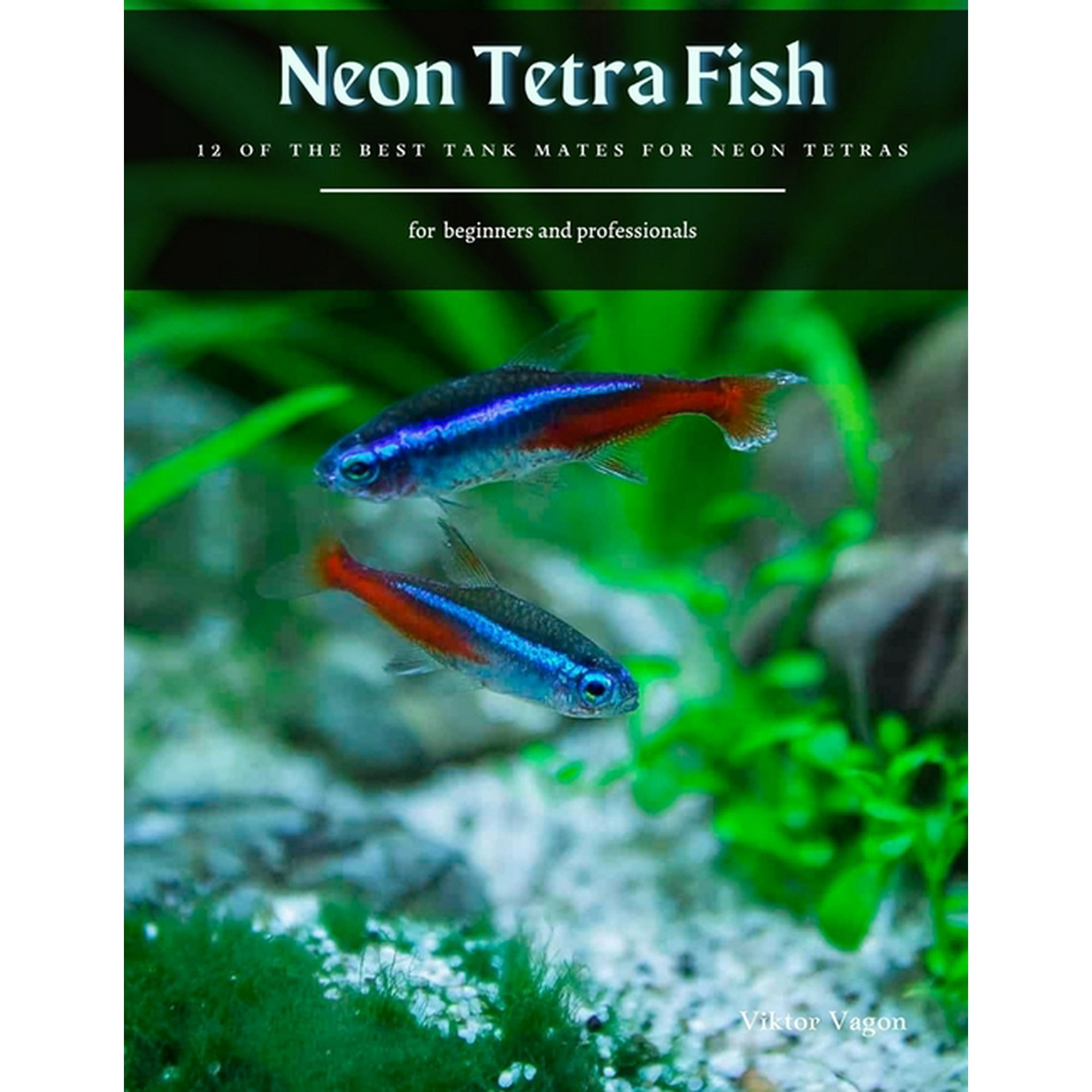 Neon Tetra Tank Mates