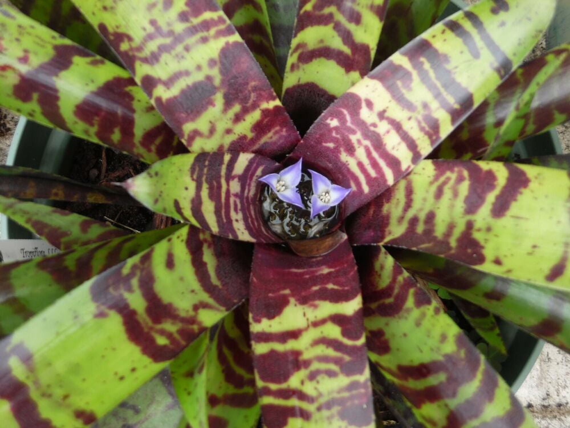 Neoregelia BLUEBERRY TIGER Bromeliad one tropical plant - Walmart.com