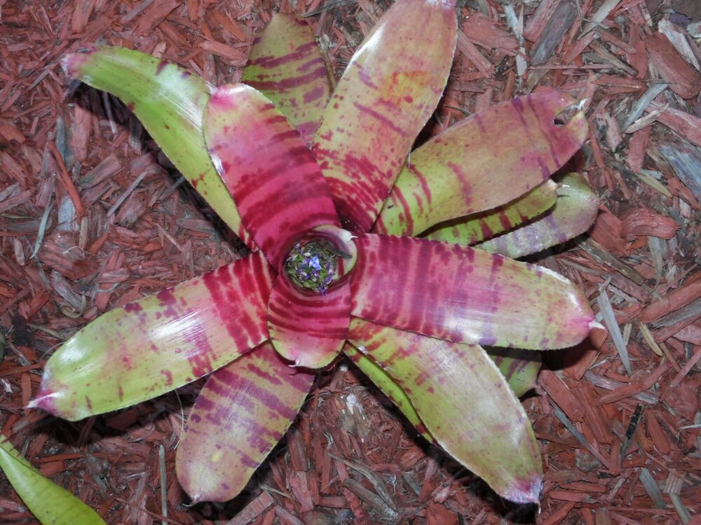Neoregelia BLUSHING TIGER Bromeliad one tropical plant - Walmart.com
