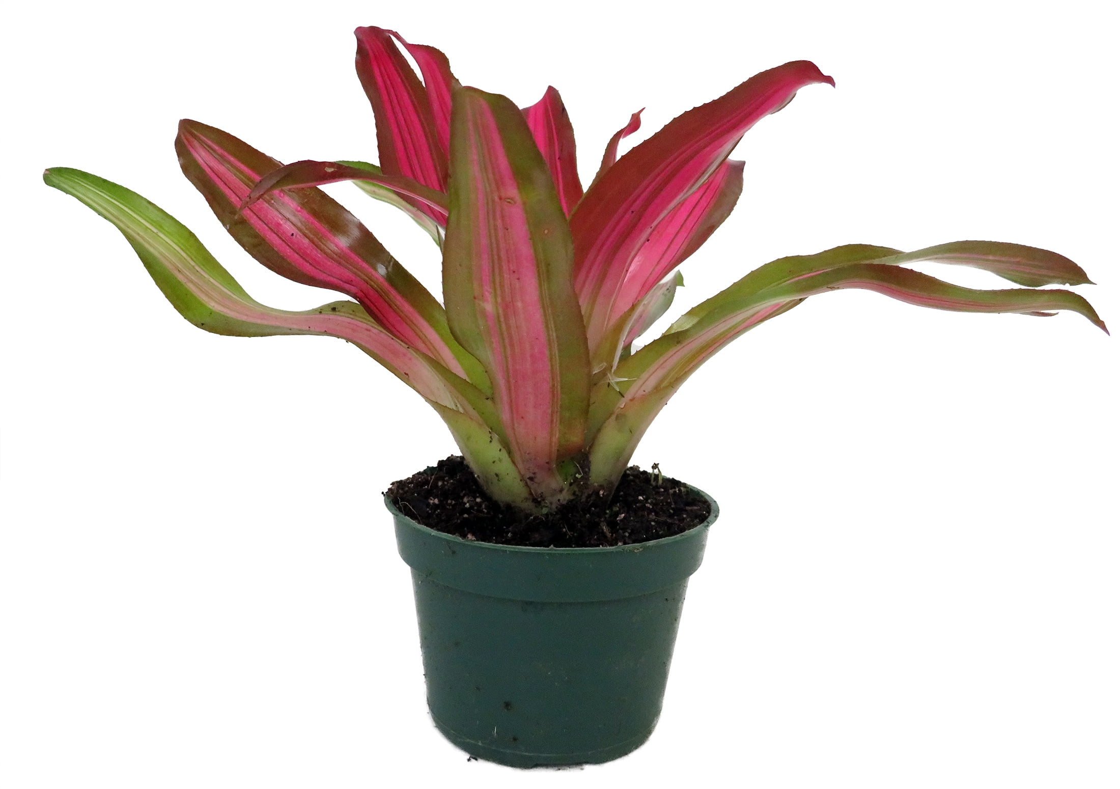 Neoregelia Tricolor Perfecta – Bromeliad Vase Plant - 4" Pot - Walmart.com