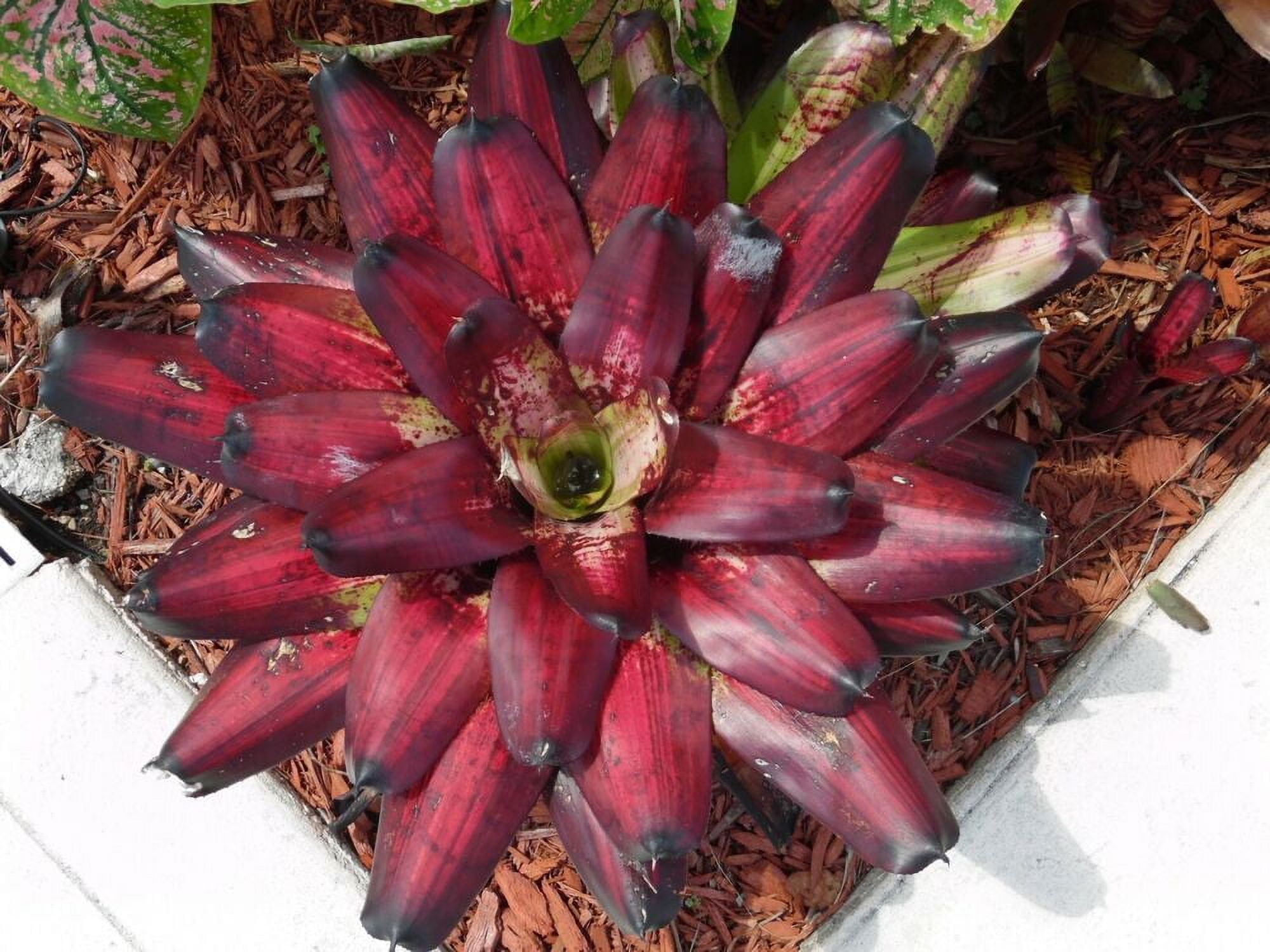 Neoregelia Variegated PICASSO Bromeliad one tropical plant *BIG ...