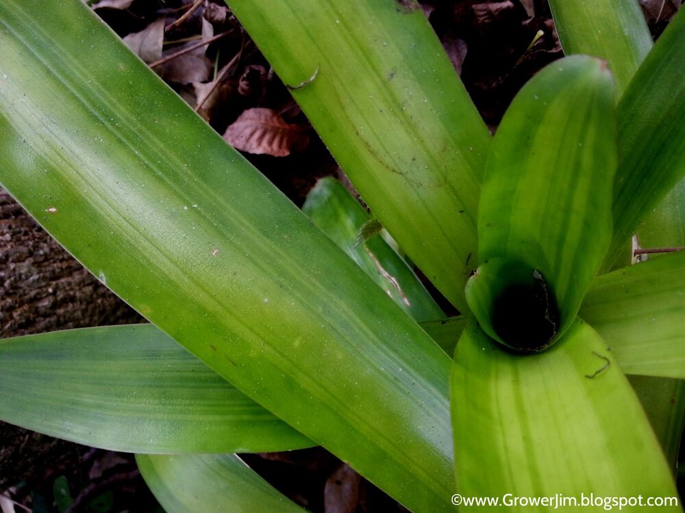 Neoregelia "Variegated macwilliamsii" BLOOMING SIZE bromeliad - Walmart.com