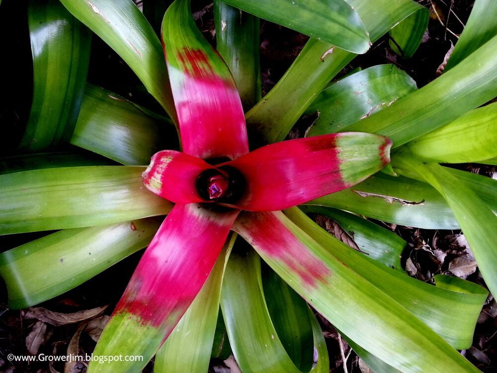 Neoregelia "Variegated macwilliamsii" BLOOMING SIZE bromeliad - Walmart.com